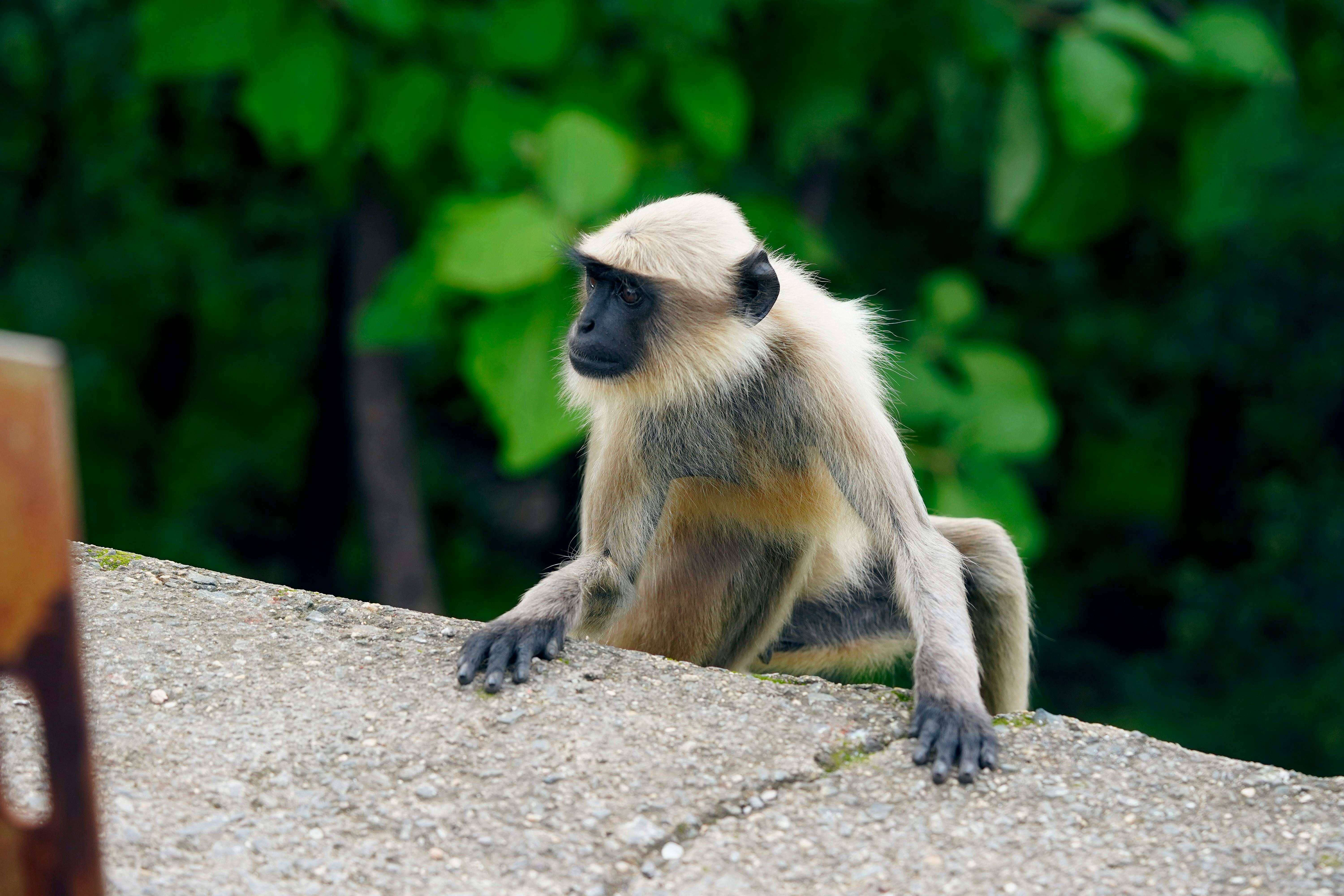 Thinking Monkey Photos, Download The BEST Free Thinking Monkey Stock ...