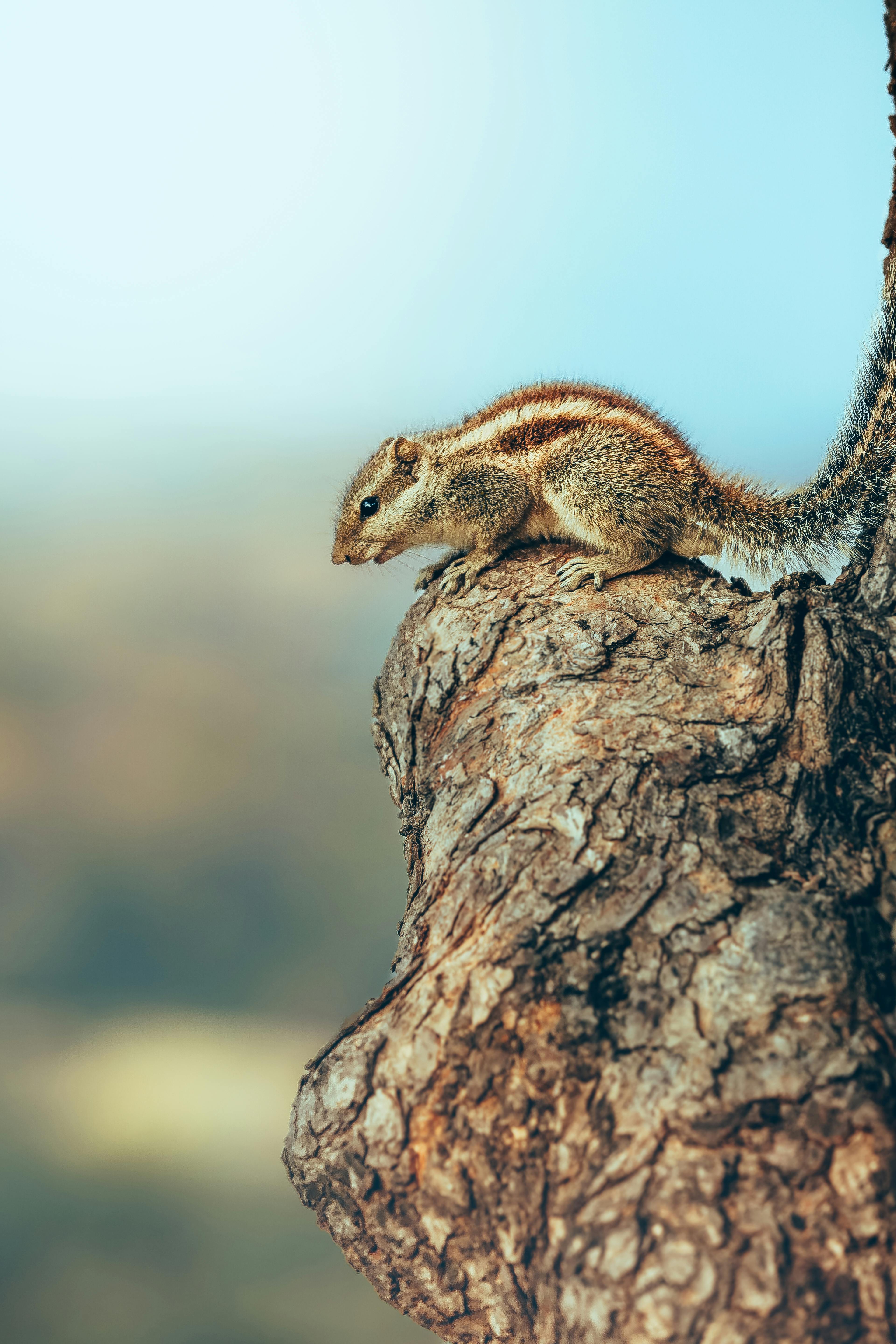 Alertness Photos, Download The BEST Free Alertness Stock Photos & HD Images