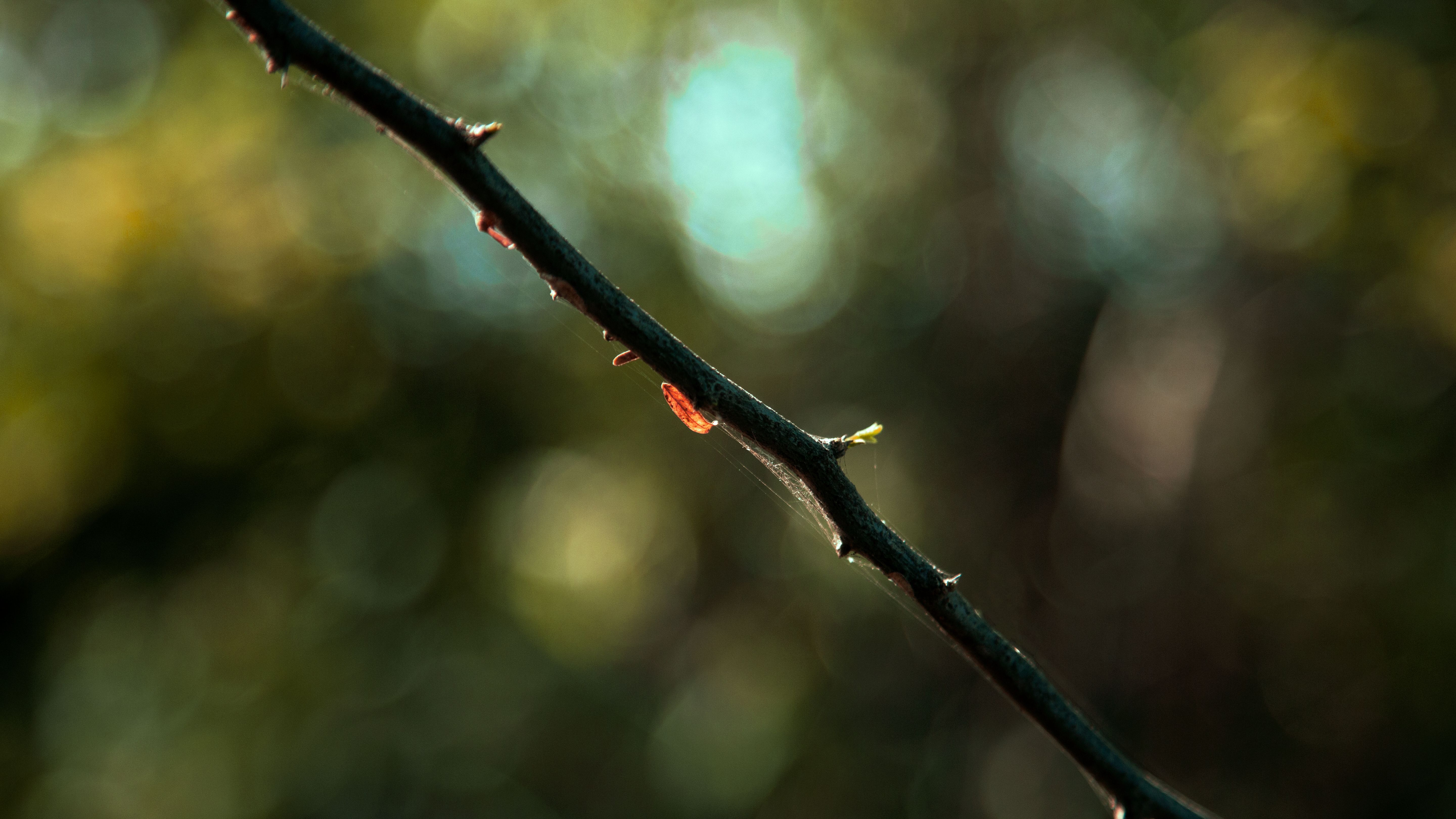 Fragile Photos, Download The BEST Free Fragile Stock Photos & HD Images