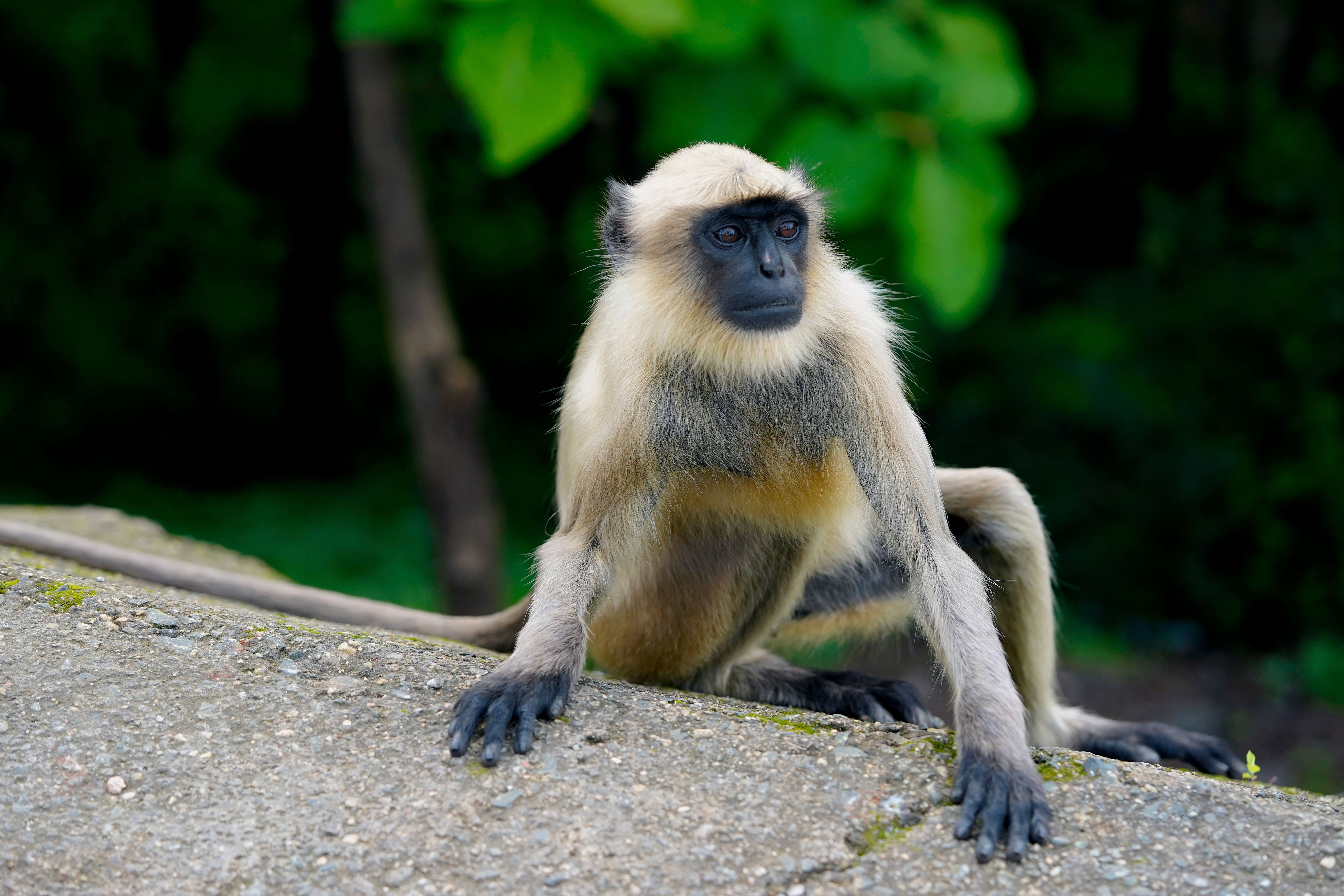 Depth of Field of Gray Langur Sitting on Gray Concrete Surface Near ...