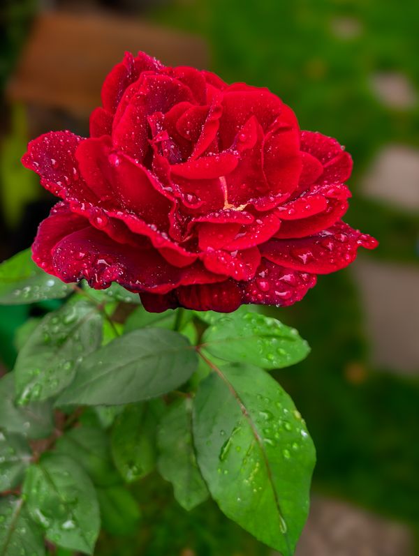 Rose Aesthetic Photos, Download The BEST Free Rose Aesthetic Stock ...