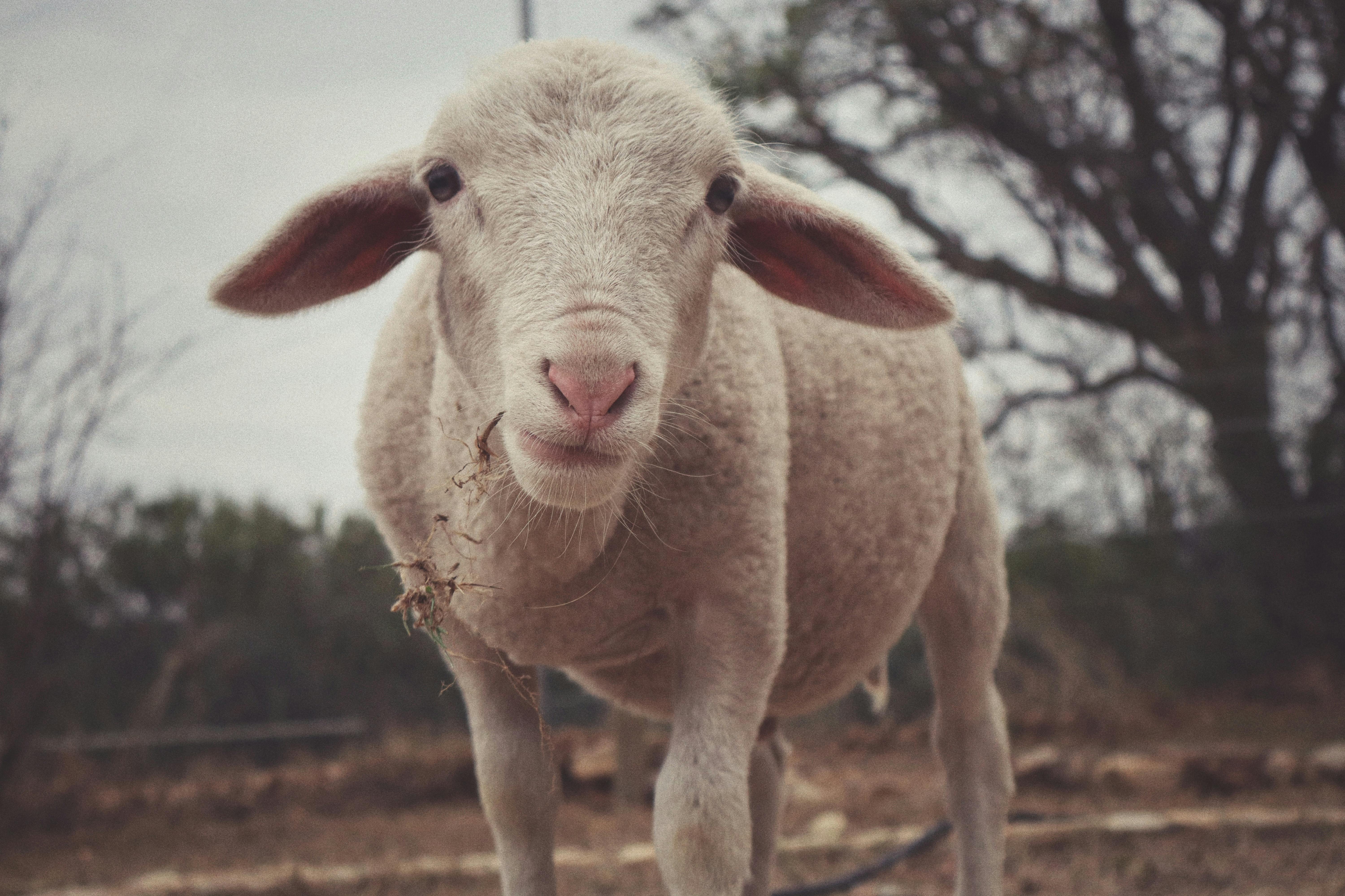 Farm Animal Photos, Download The BEST Free Farm Animal Stock Photos ...