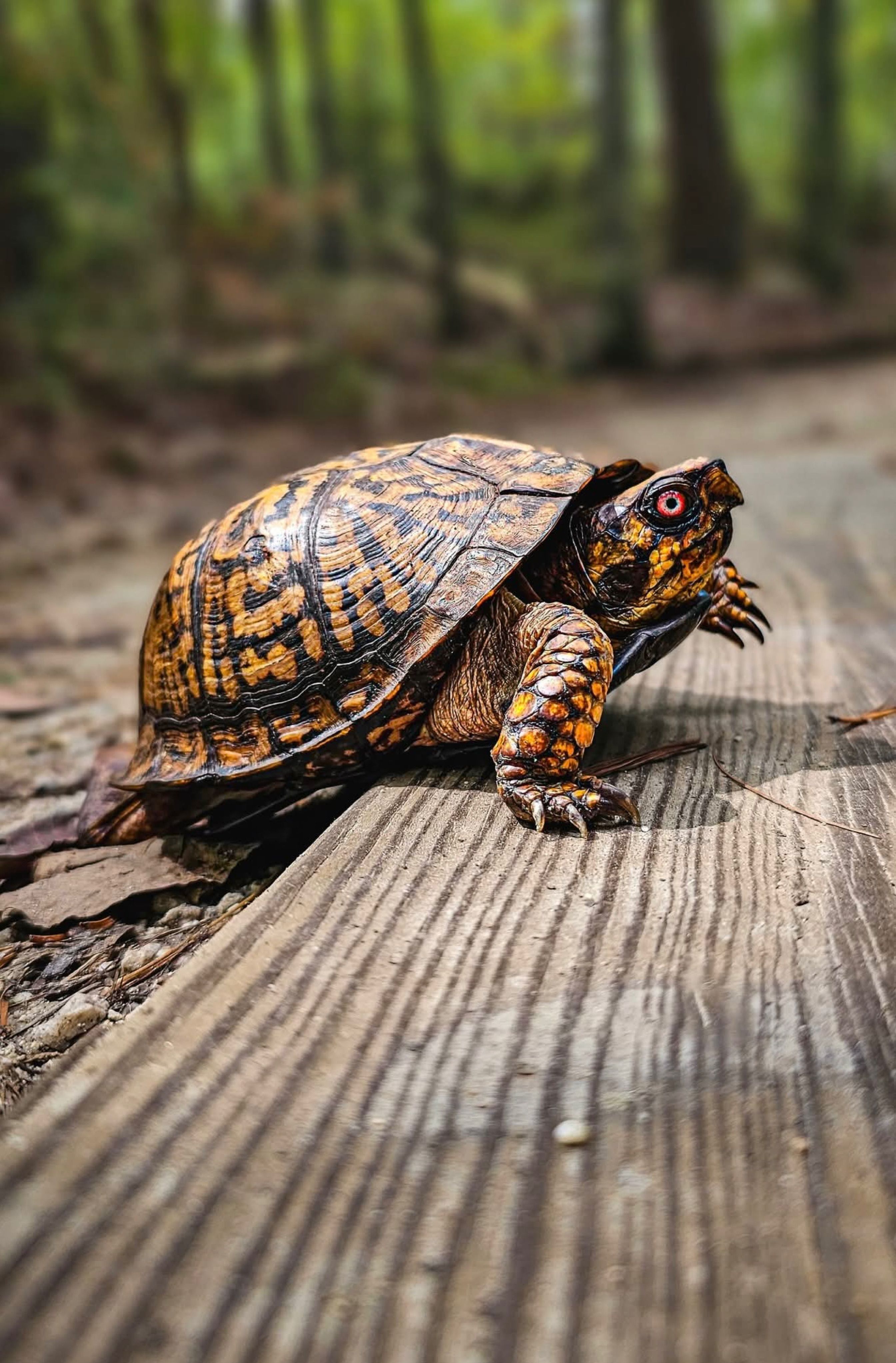 Cartoon Turtle Photos, Download The BEST Free Cartoon Turtle Stock ...