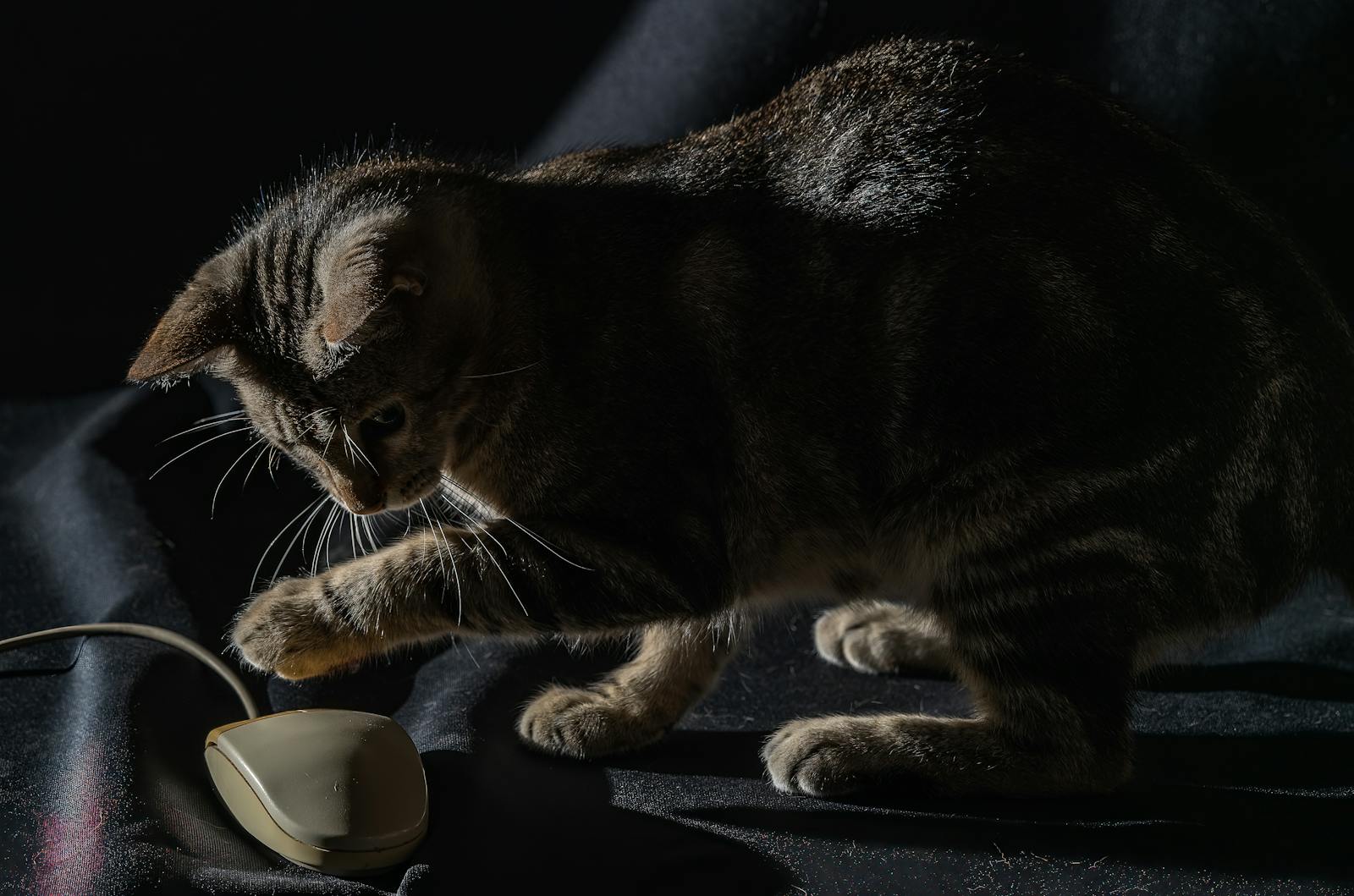 Computer Mouse Photos, Download The BEST Free Computer Mouse Stock ...