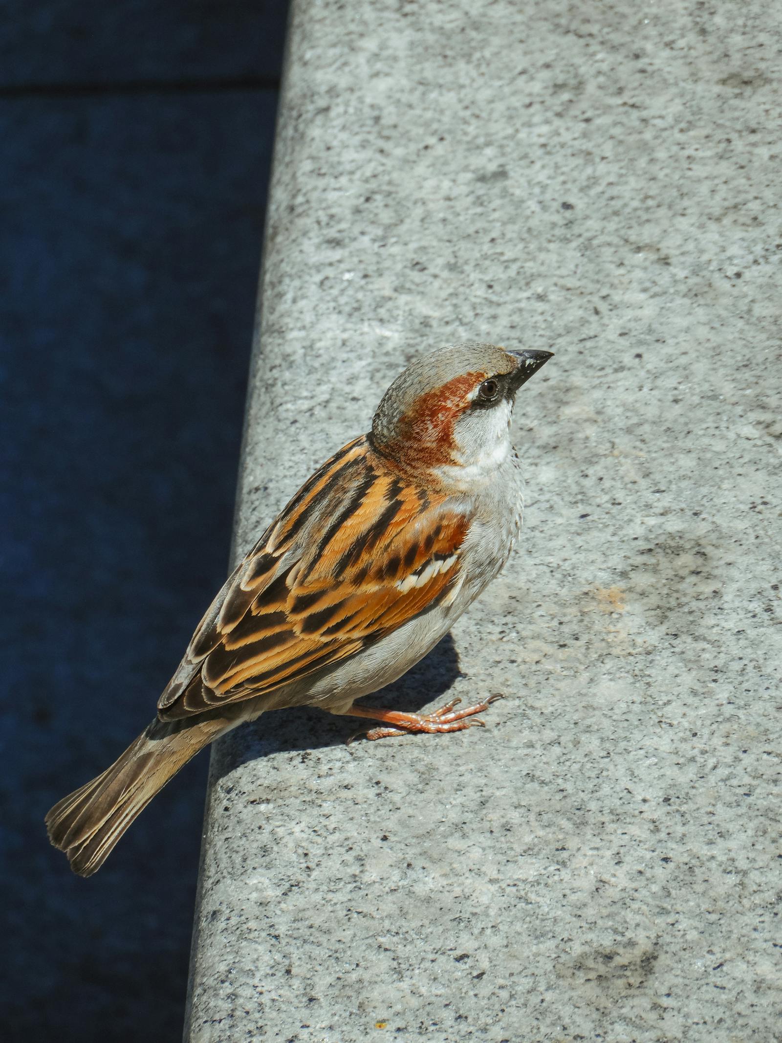 Sparrow Bird Photos, Download The BEST Free Sparrow Bird Stock Photos ...