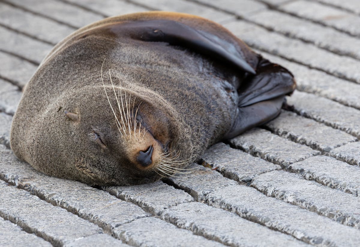 2.000+ Robben Bilder und Fotos · Kostenlos Downloaden · Pexels Stock-Fotos