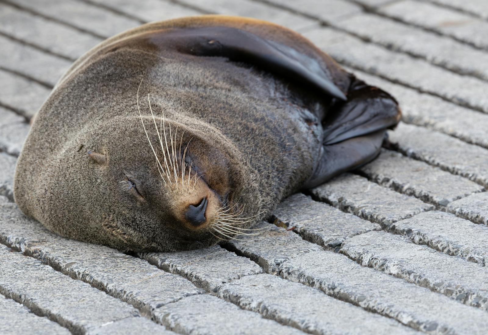 Sea Animal Photos, Download The BEST Free Sea Animal Stock Photos & HD ...