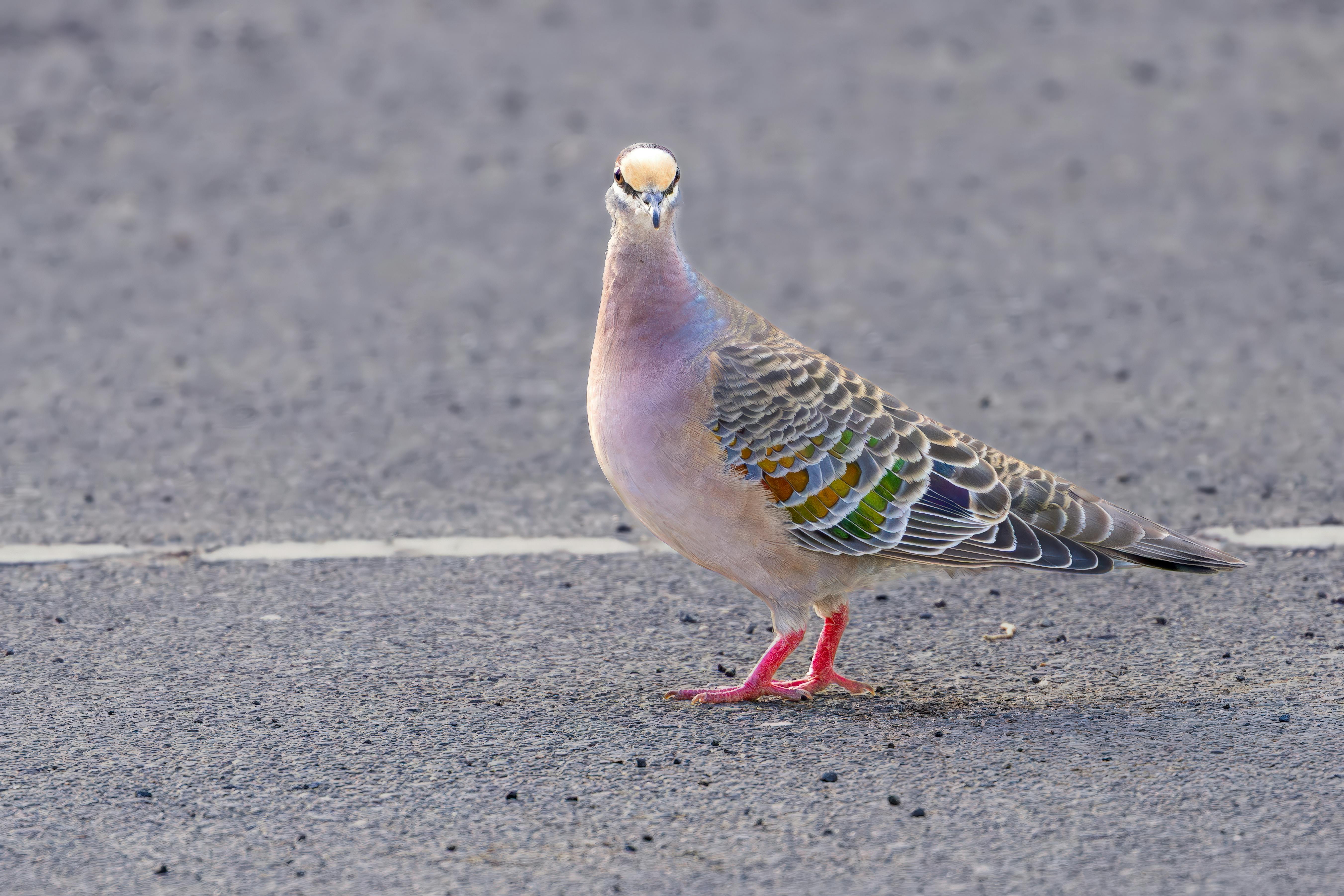 Midget+Feet Photos, Download The BEST Free Midget+Feet Stock Photos ...