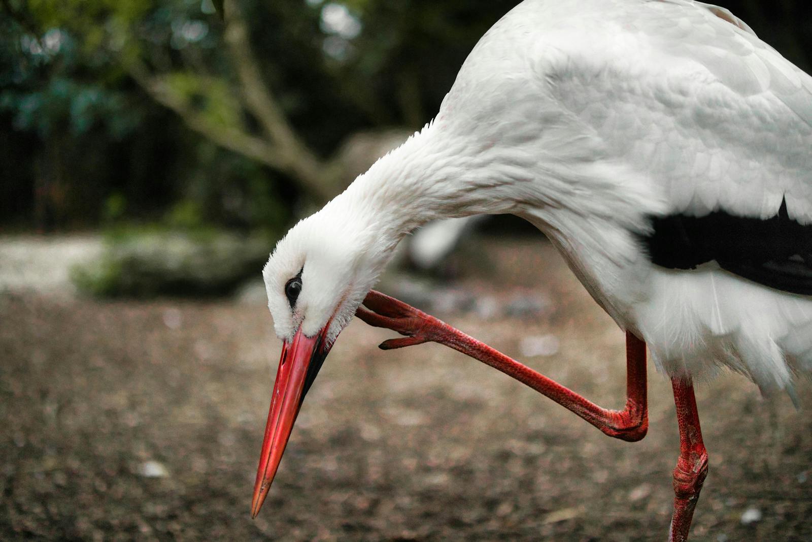 Stork Photos, Download The BEST Free Stork Stock Photos & HD Images