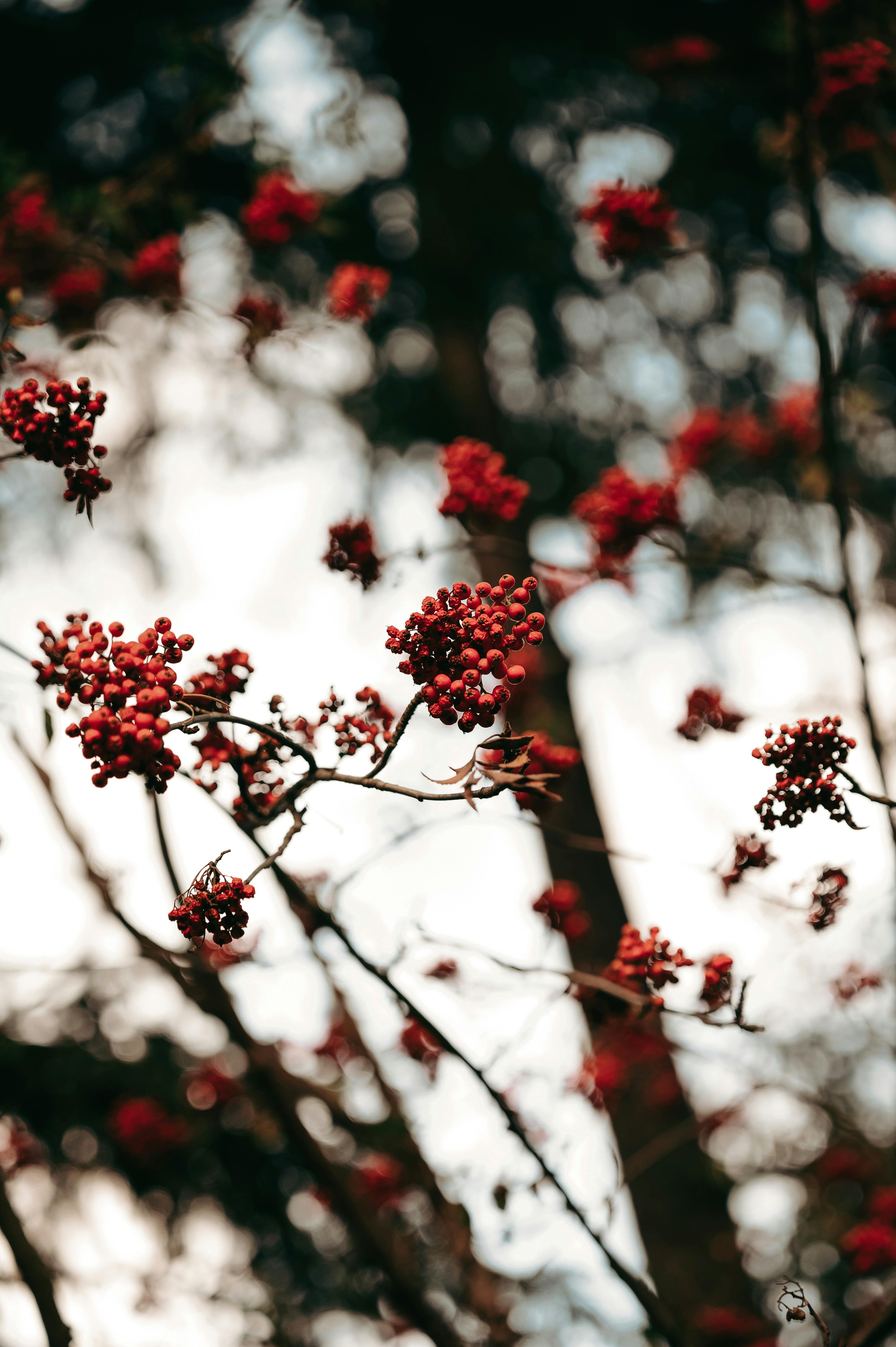 Tent+Umishi+Body+No+Blur Photos, Download The BEST Free Tent+Umishi ...