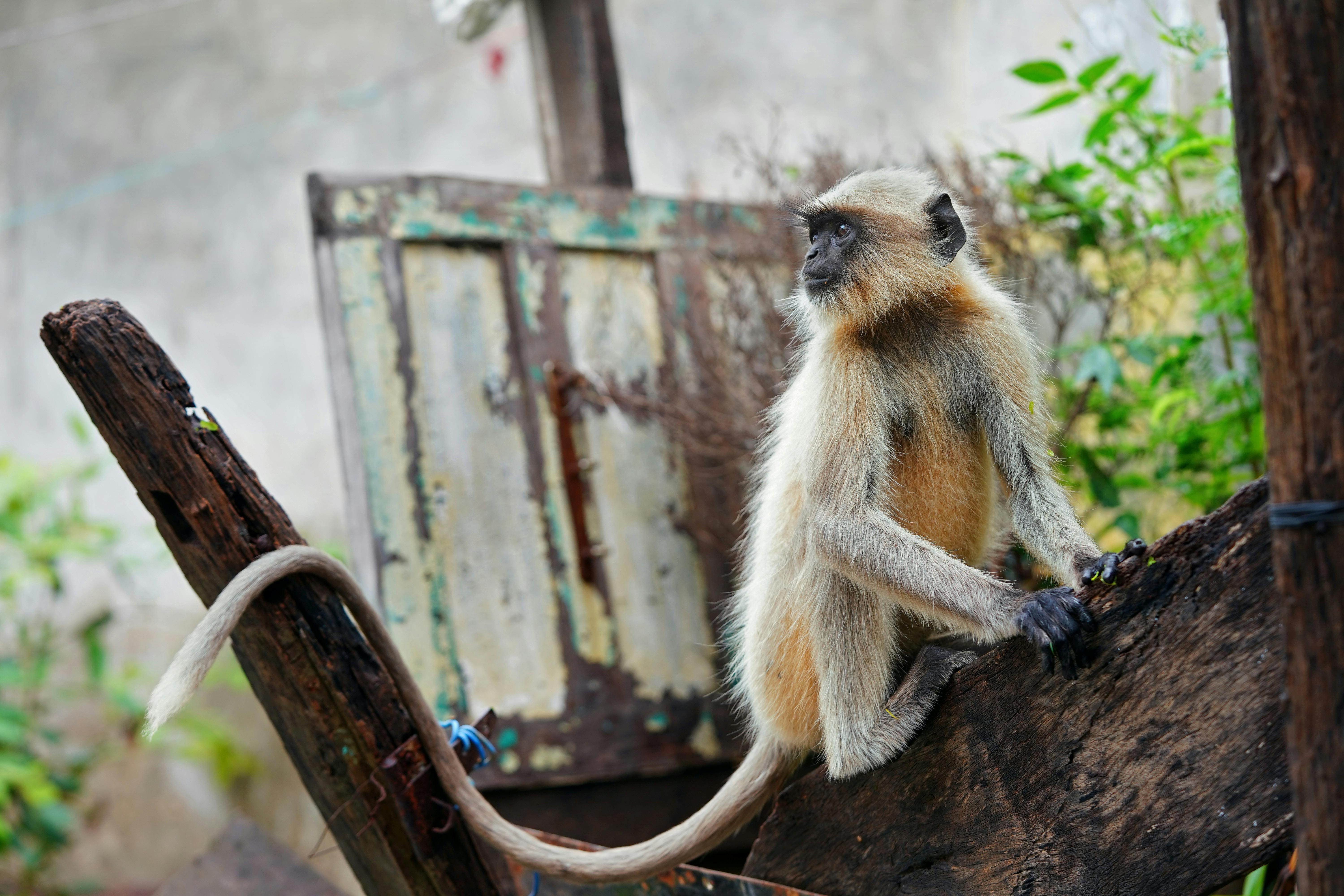 Indian Gray Langur Photos, Download The BEST Free Indian Gray Langur ...