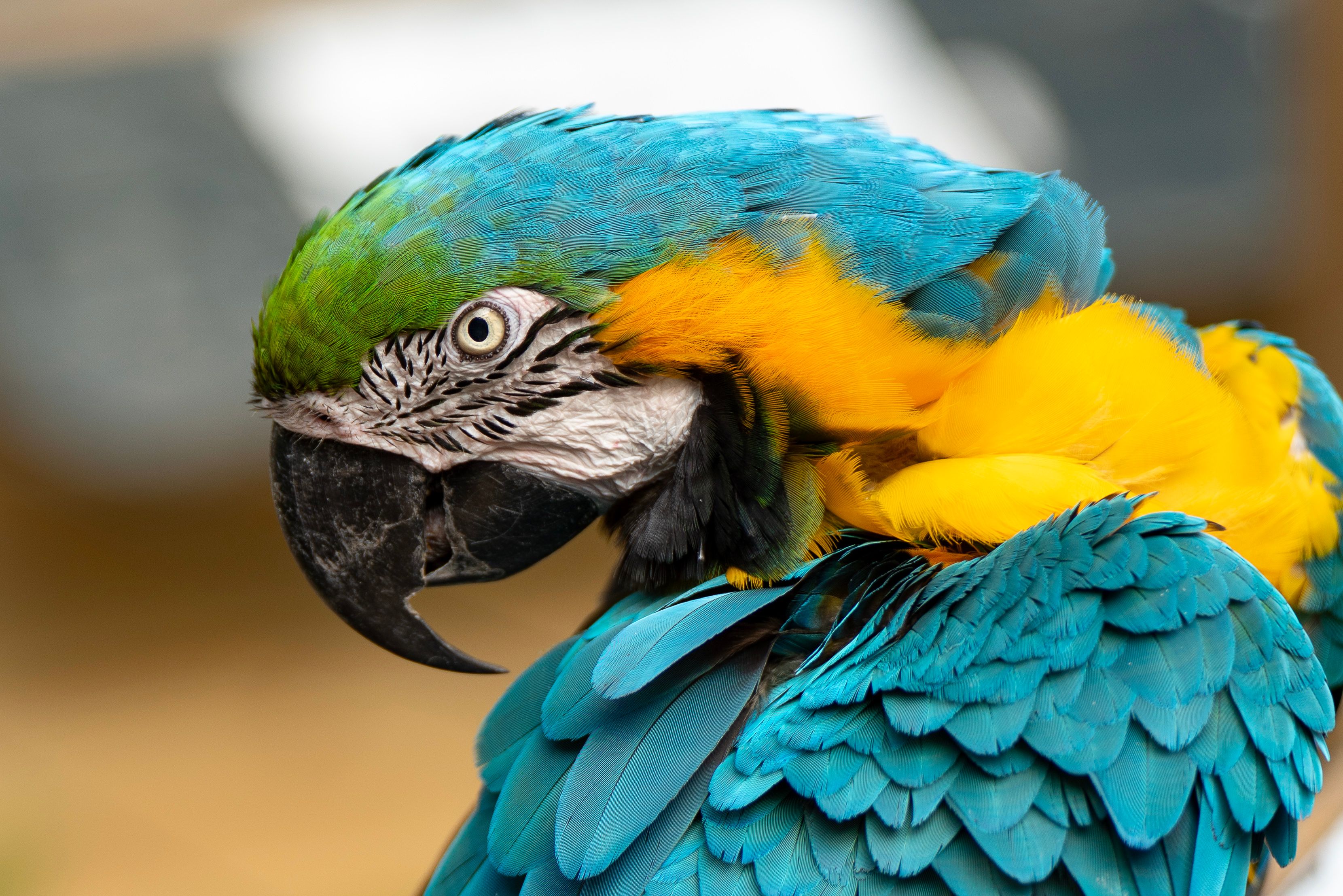 Close-up Photo Blue-and-yellow Macaw · Free Stock Photo