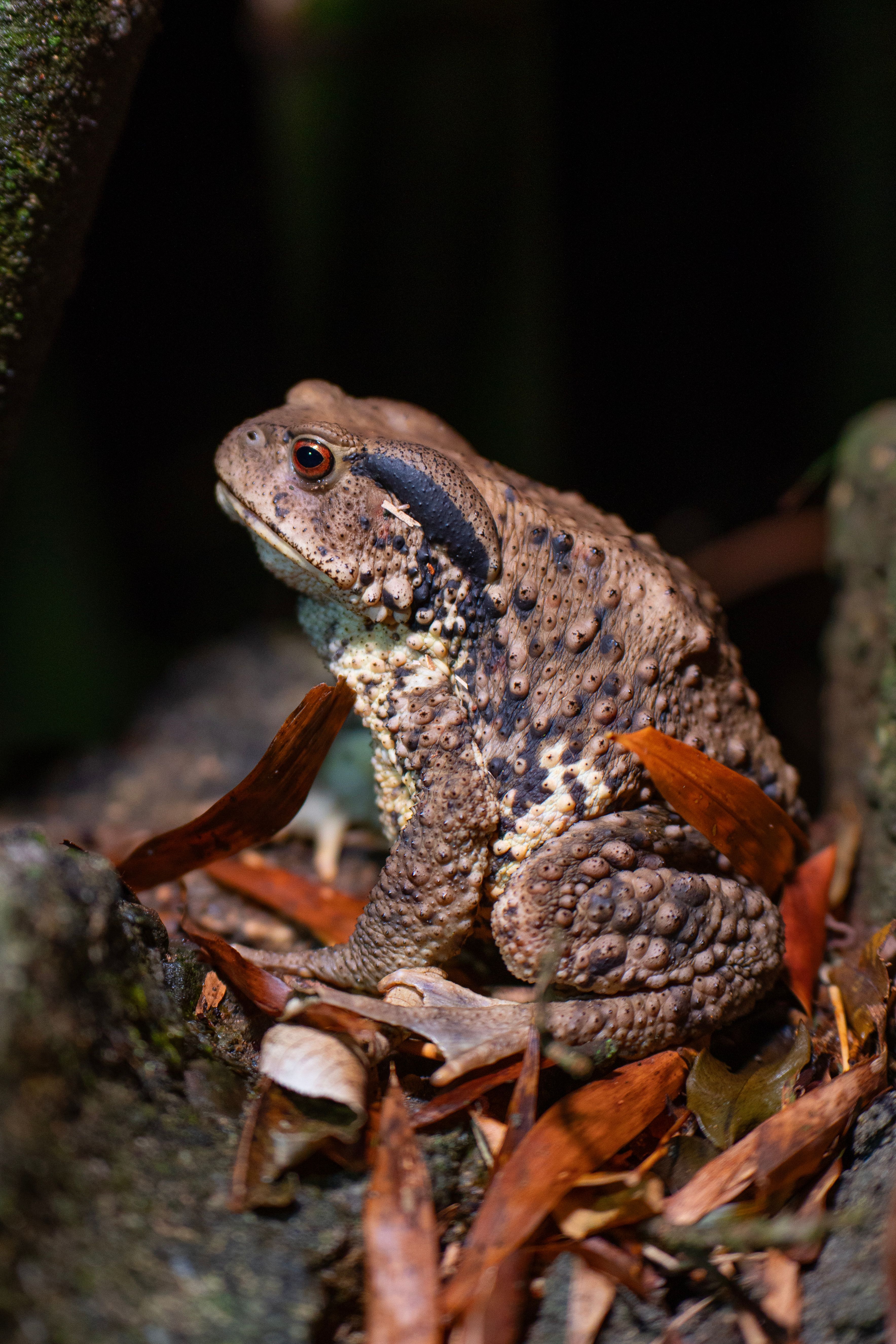 Toad Photos, Download The BEST Free Toad Stock Photos & HD Images