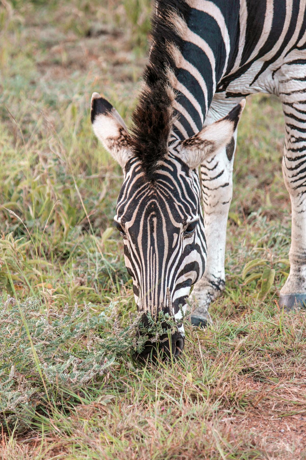 African Animals Photos, Download The BEST Free African Animals Stock ...