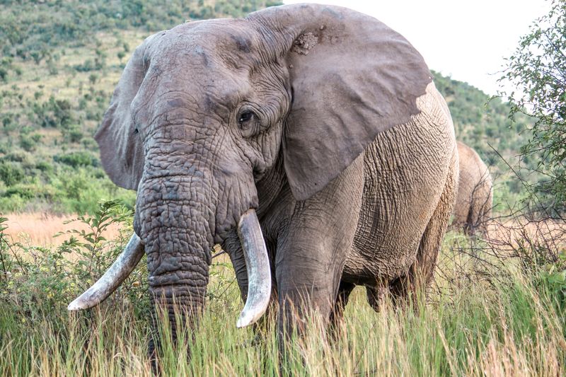 African Wildlife Photos, Download The BEST Free African Wildlife Stock ...