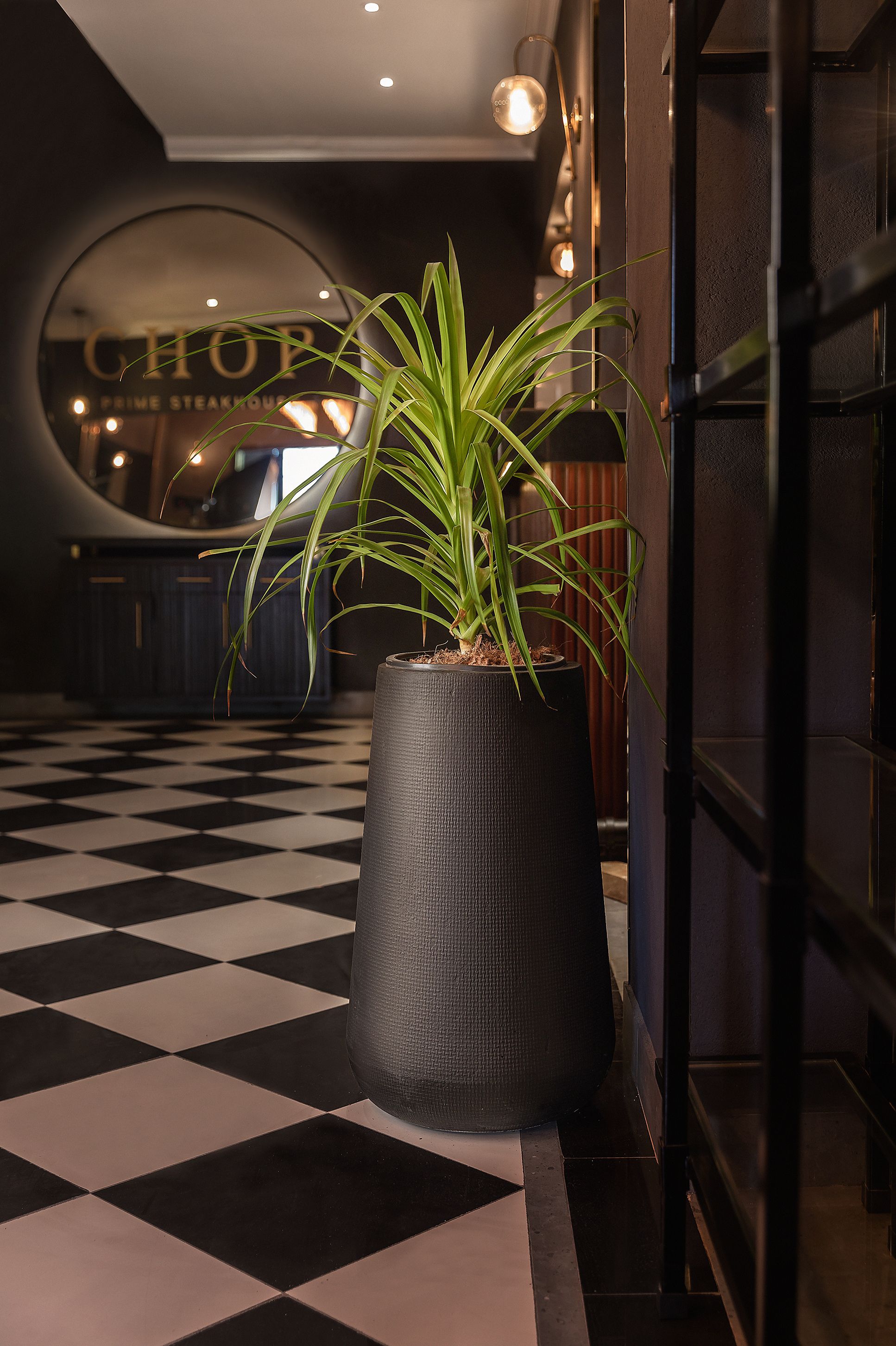 Elegant Indoor Plant in Modern Interior Design · Free Stock Photo