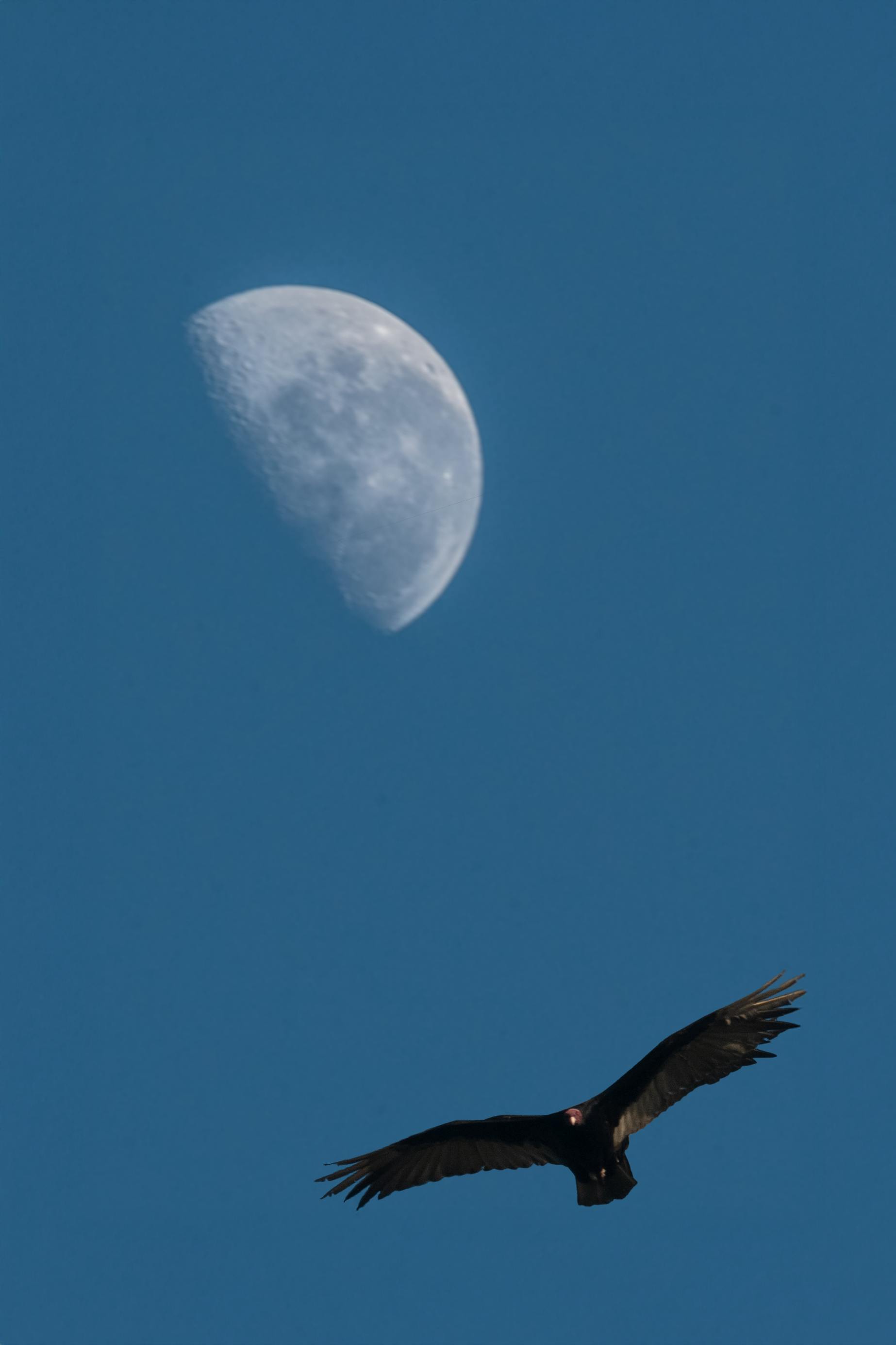 Moon Pfp Photos, Download The BEST Free Moon Pfp Stock Photos & HD Images