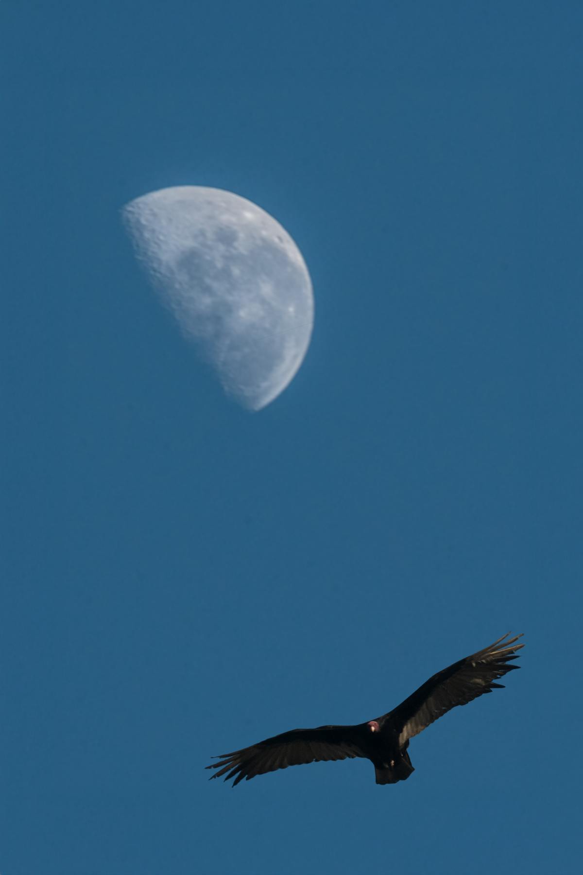 Moon Pfp Photos, Download The BEST Free Moon Pfp Stock Photos & HD Images