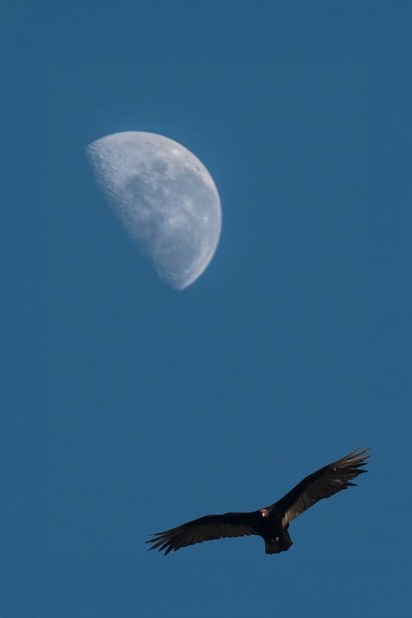 Moon Pfp Photos, Download The BEST Free Moon Pfp Stock Photos & HD Images