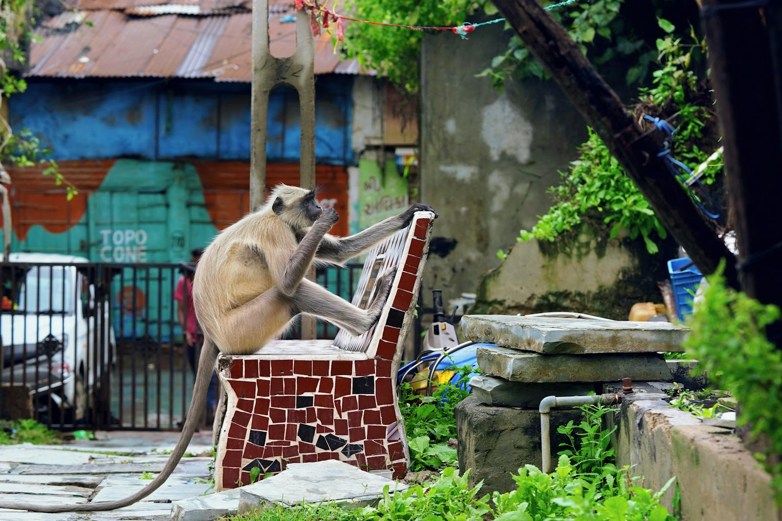 Monkey With Headphones Photos, Download The BEST Free Monkey With ...