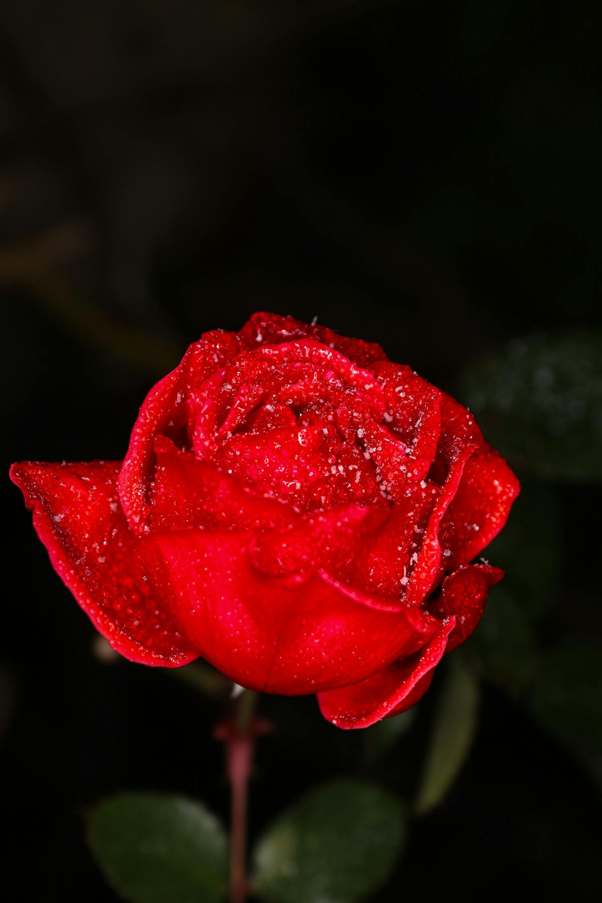 Panty+Drop+Gifs Photos, Download The BEST Free Panty+Drop+Gifs Stock ...