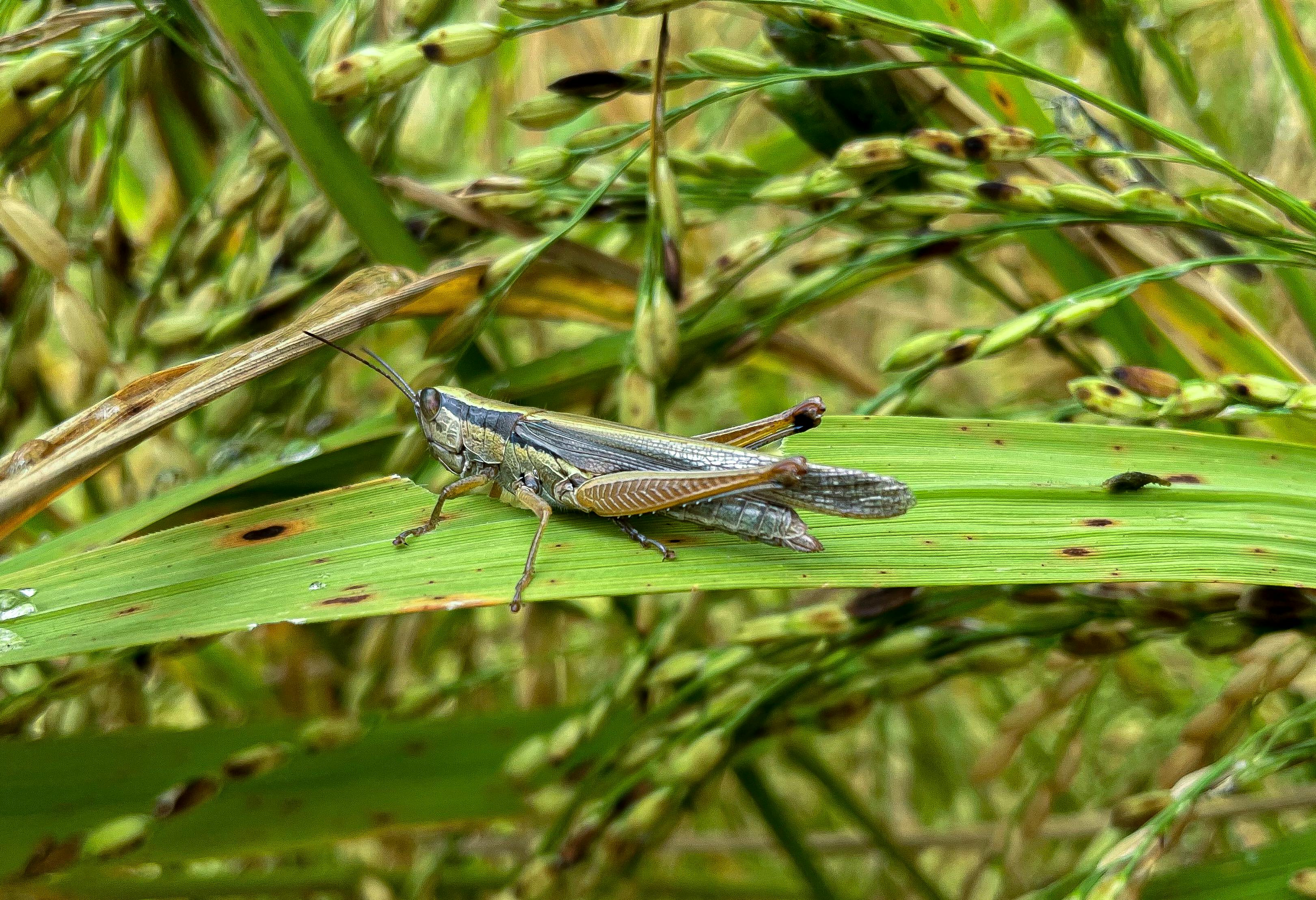 Cricket Images Photos, Download The BEST Free Cricket Images Stock ...