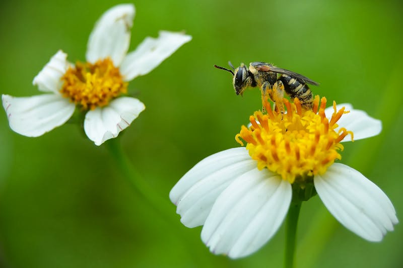 Pollination Photos, Download The BEST Free Pollination Stock Photos ...