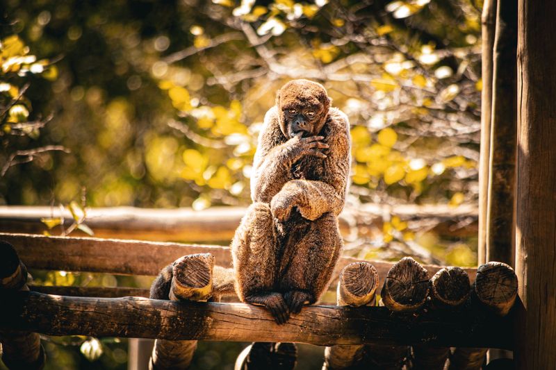 Hairless Monkey Photos, Download The BEST Free Hairless Monkey Stock ...