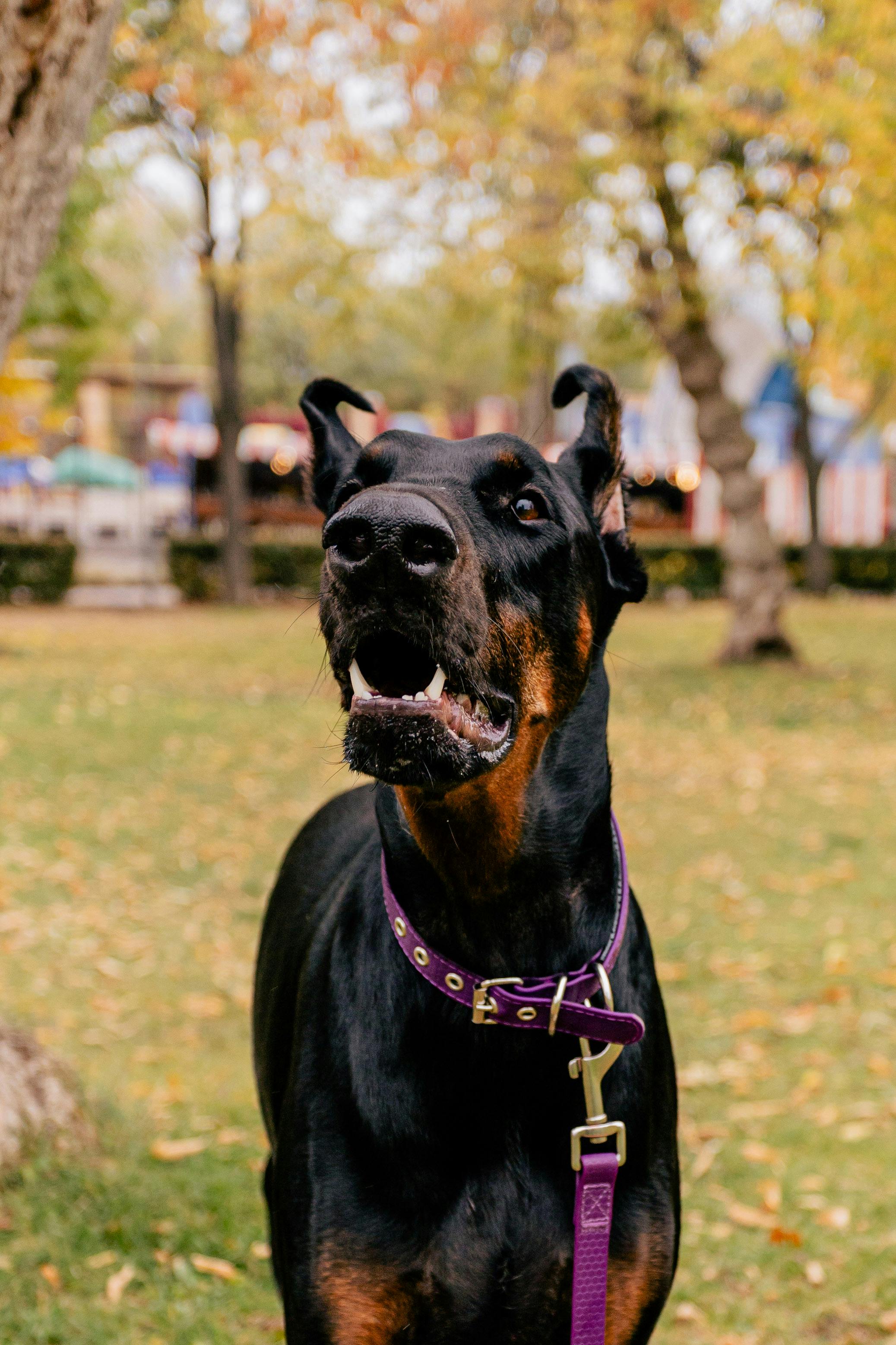 61.658+ Fotos y Imágenes de Senos+hermosos Gratis · Banco de Fotos Gratis