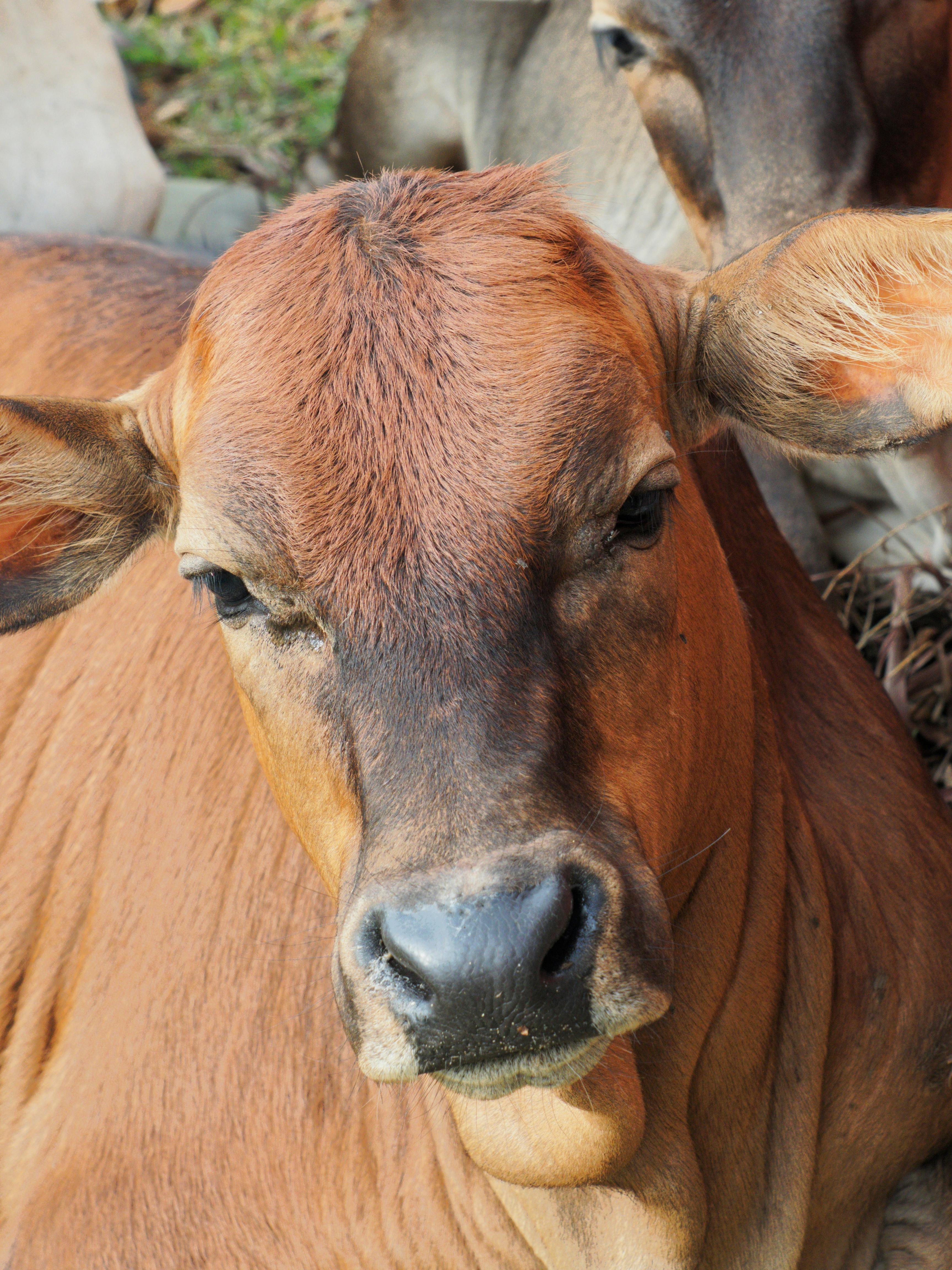 Dairy Cow Photos, Download The BEST Free Dairy Cow Stock Photos & HD Images