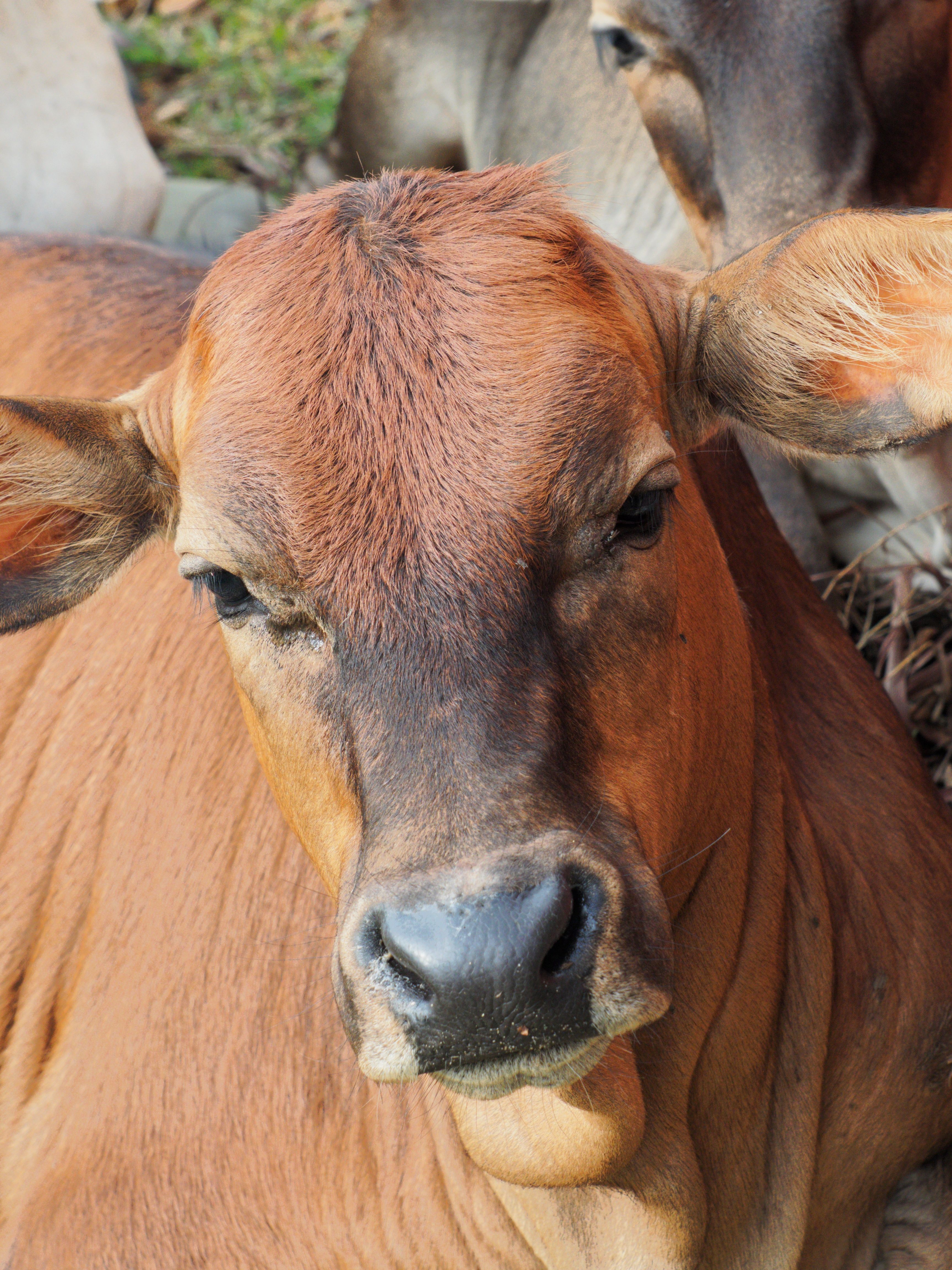 Dairy Cow Photos, Download The BEST Free Dairy Cow Stock Photos & HD Images