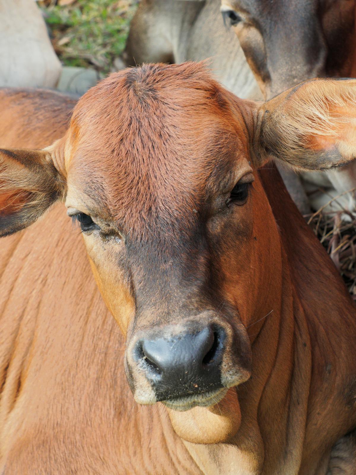 Dairy Cow Photos, Download The BEST Free Dairy Cow Stock Photos & HD Images