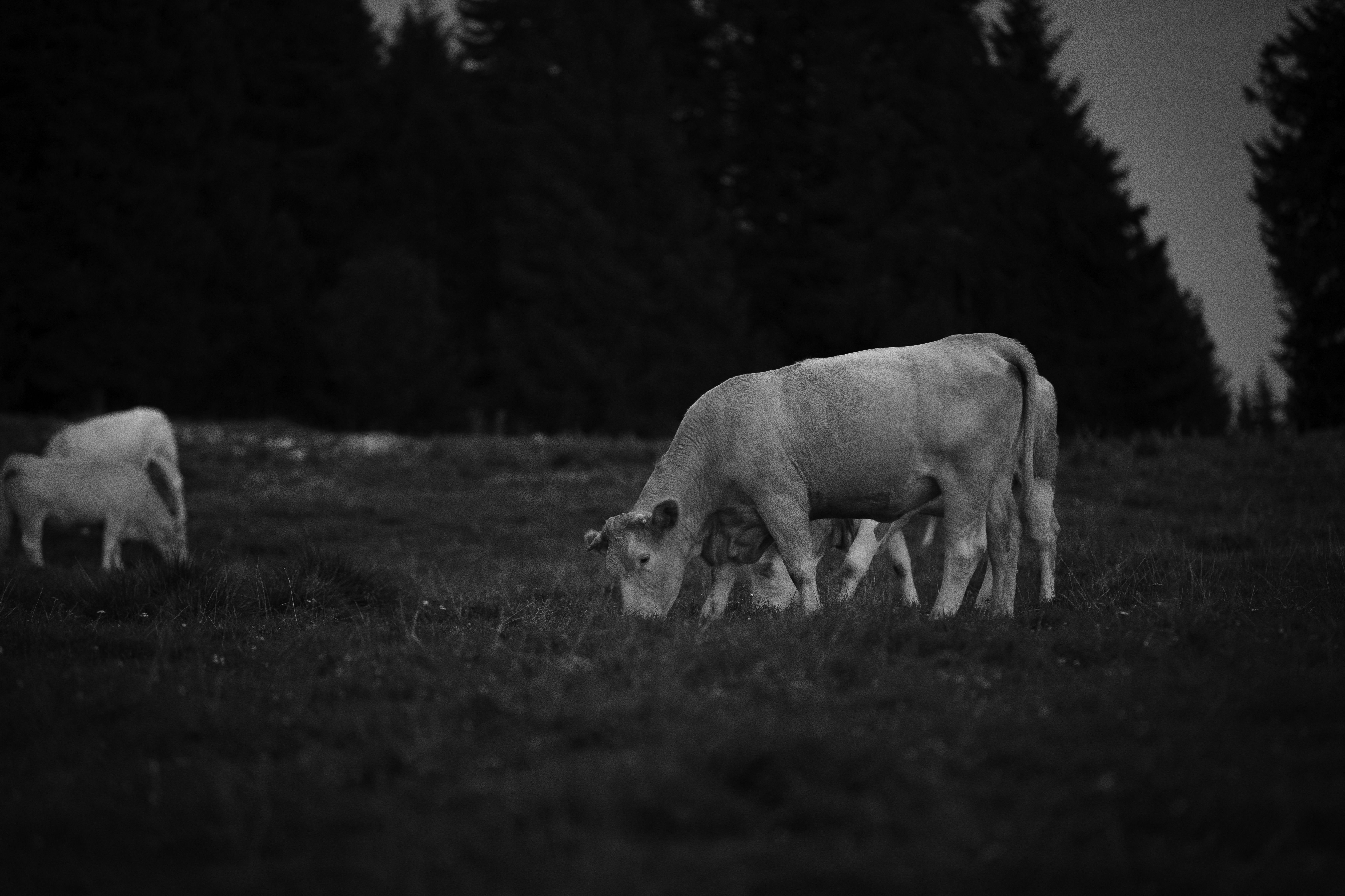 Grazing Cows in a Forest Meadow at Dusk · Free Stock Photo