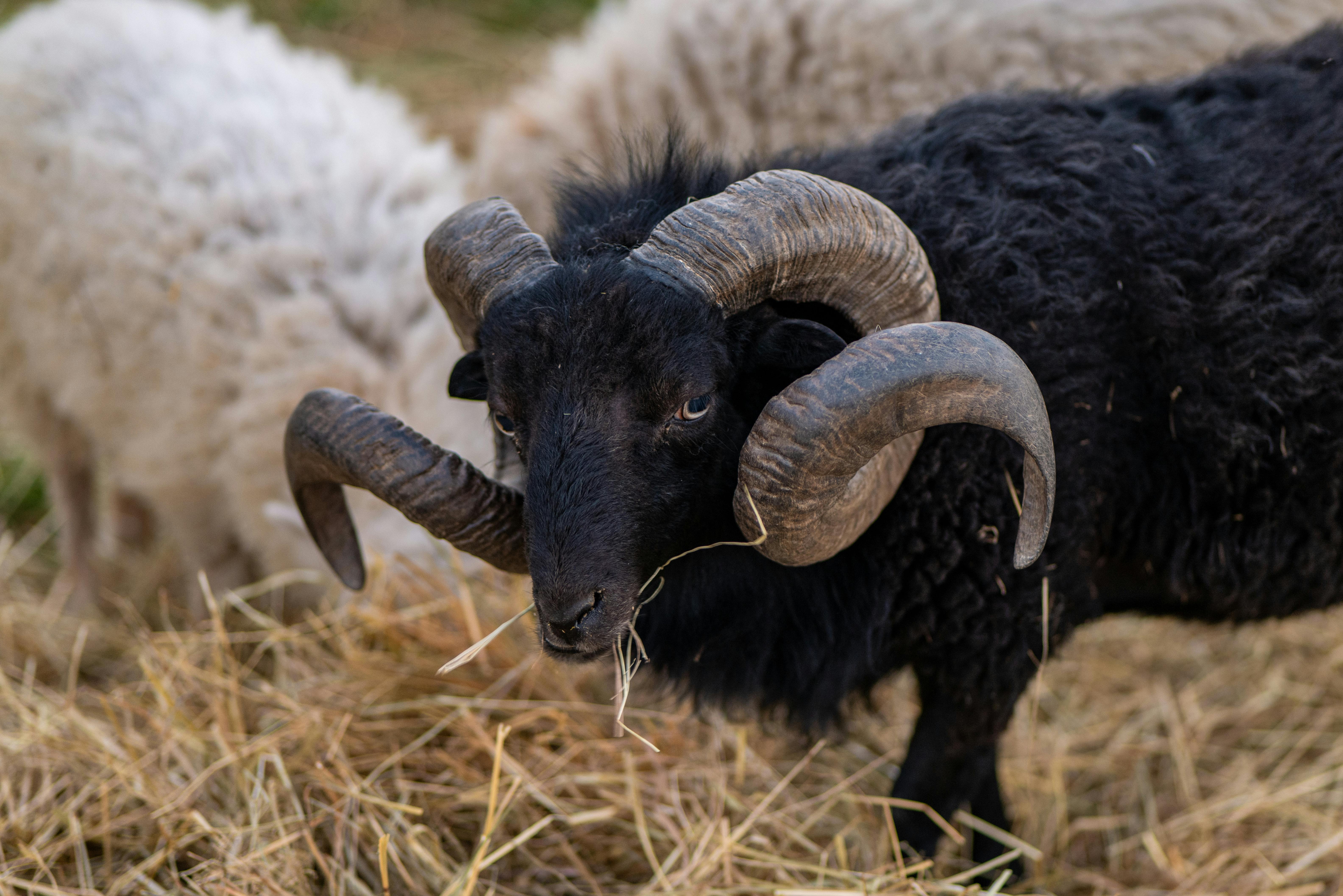 Sheep Portrait Photos, Download The BEST Free Sheep Portrait Stock ...