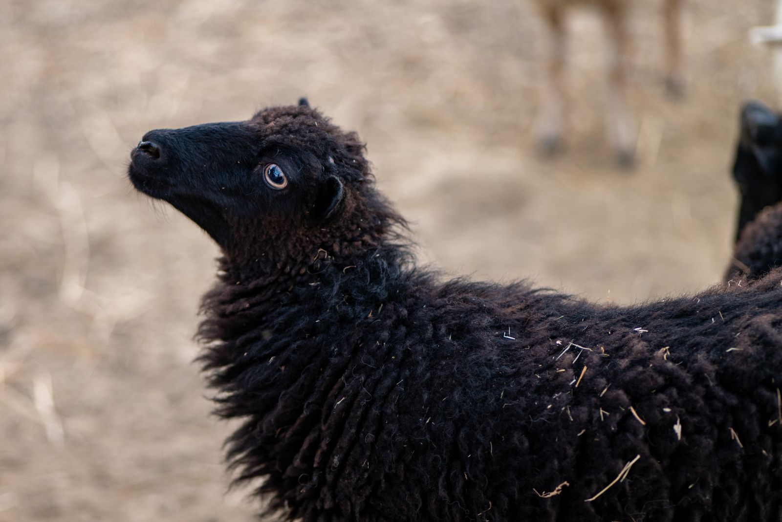 Black Sheep Photos, Download The BEST Free Black Sheep Stock Photos ...