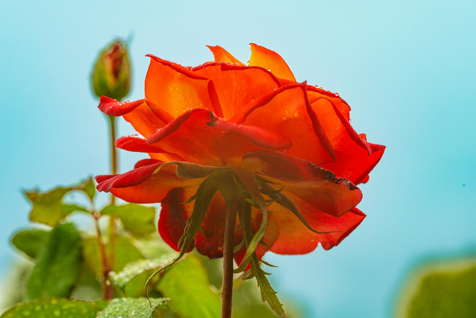 Panty+Drop+Gifs Photos, Download The BEST Free Panty+Drop+Gifs Stock ...