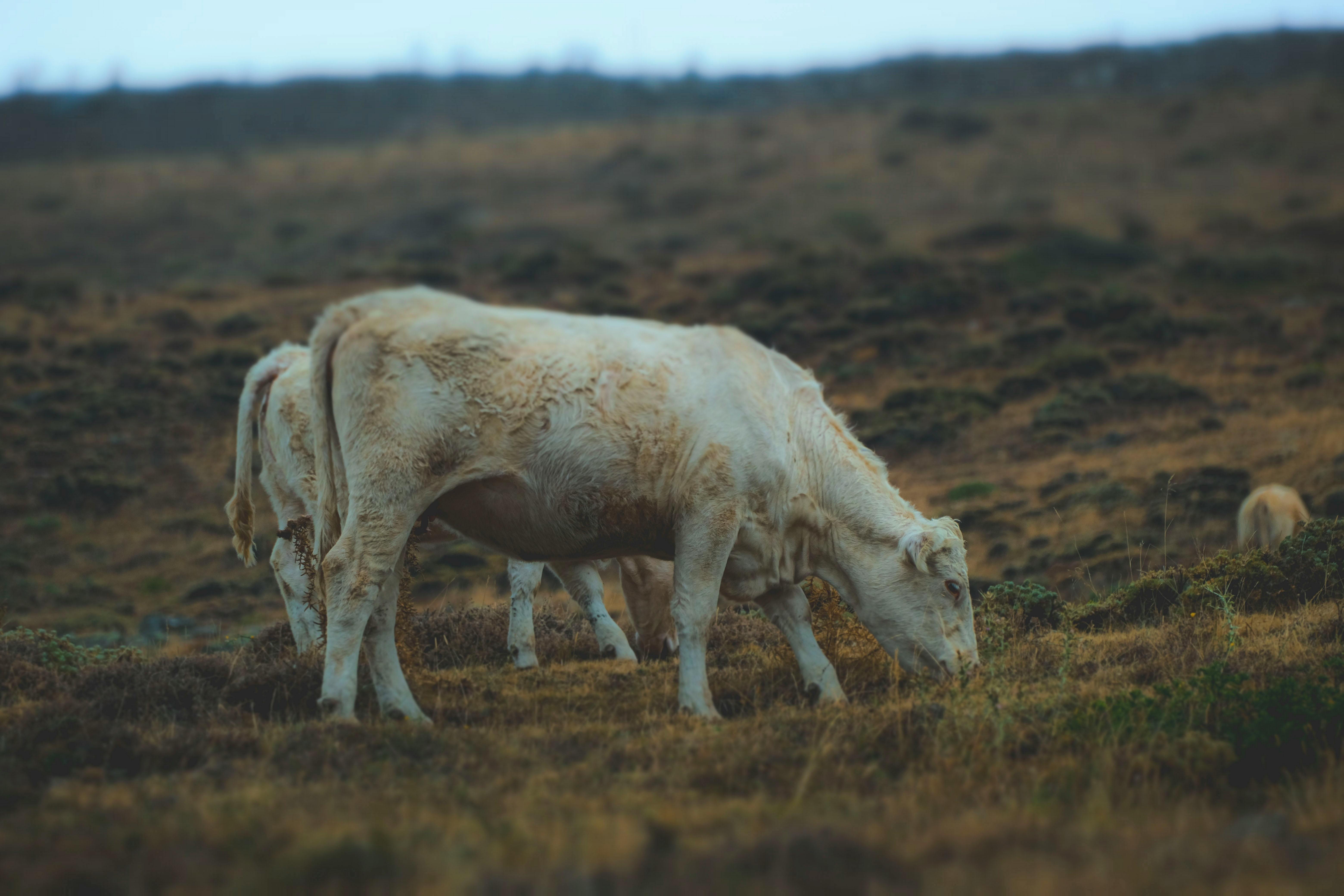 Land Chut Photos, Download The BEST Free Land Chut Stock Photos & HD Images