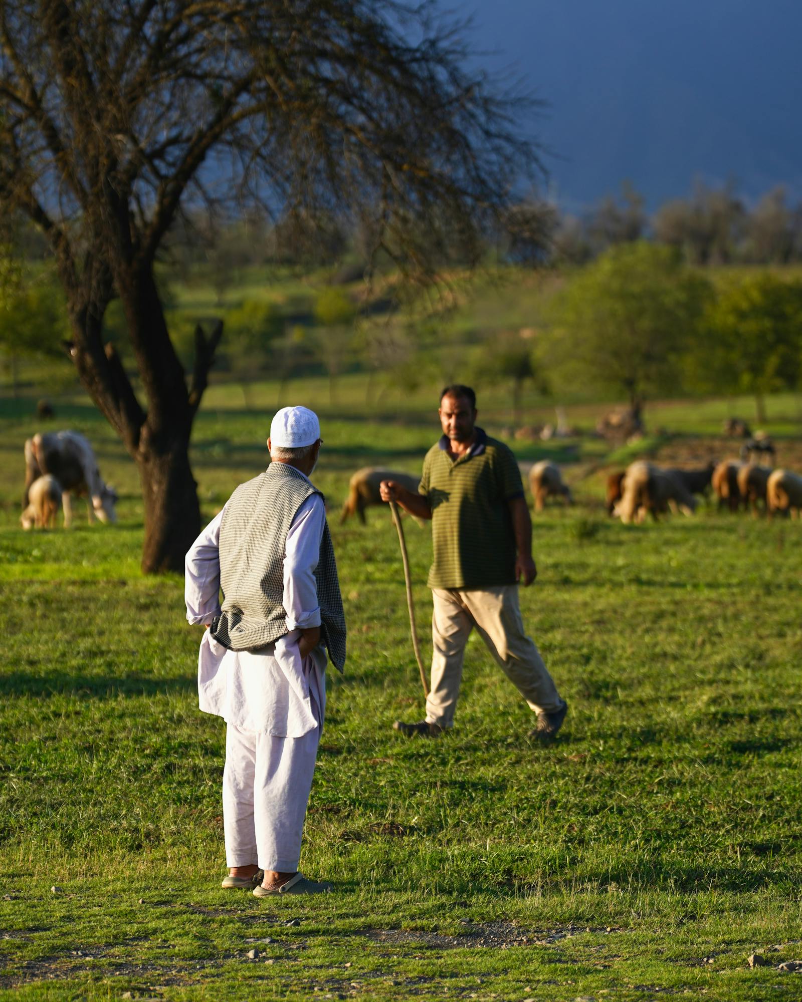 Sheep With A Shepherd Photos, Download The BEST Free Sheep With A ...