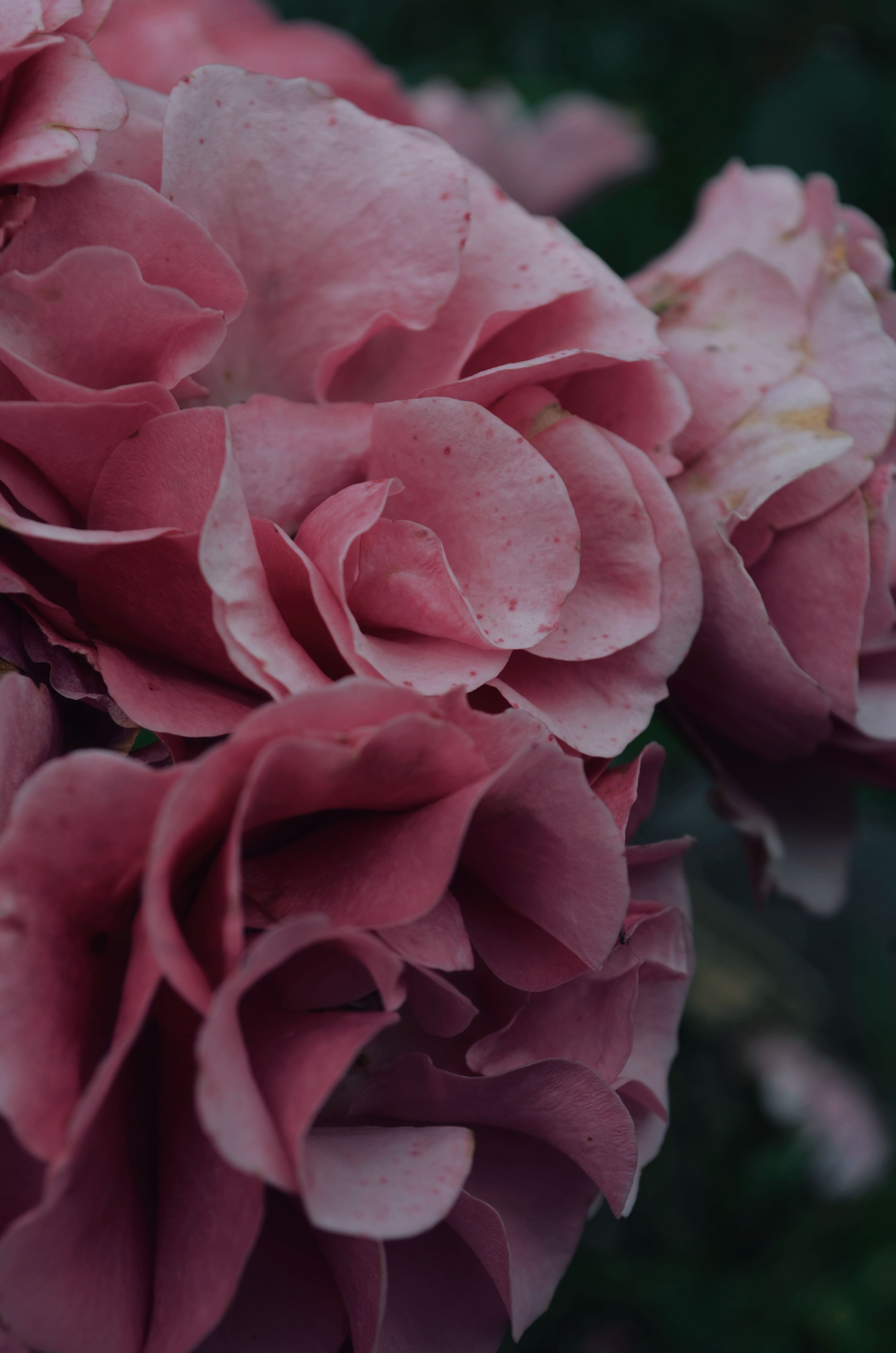 Close-up of Vibrant Pink Roses in Bloom · Free Stock Photo