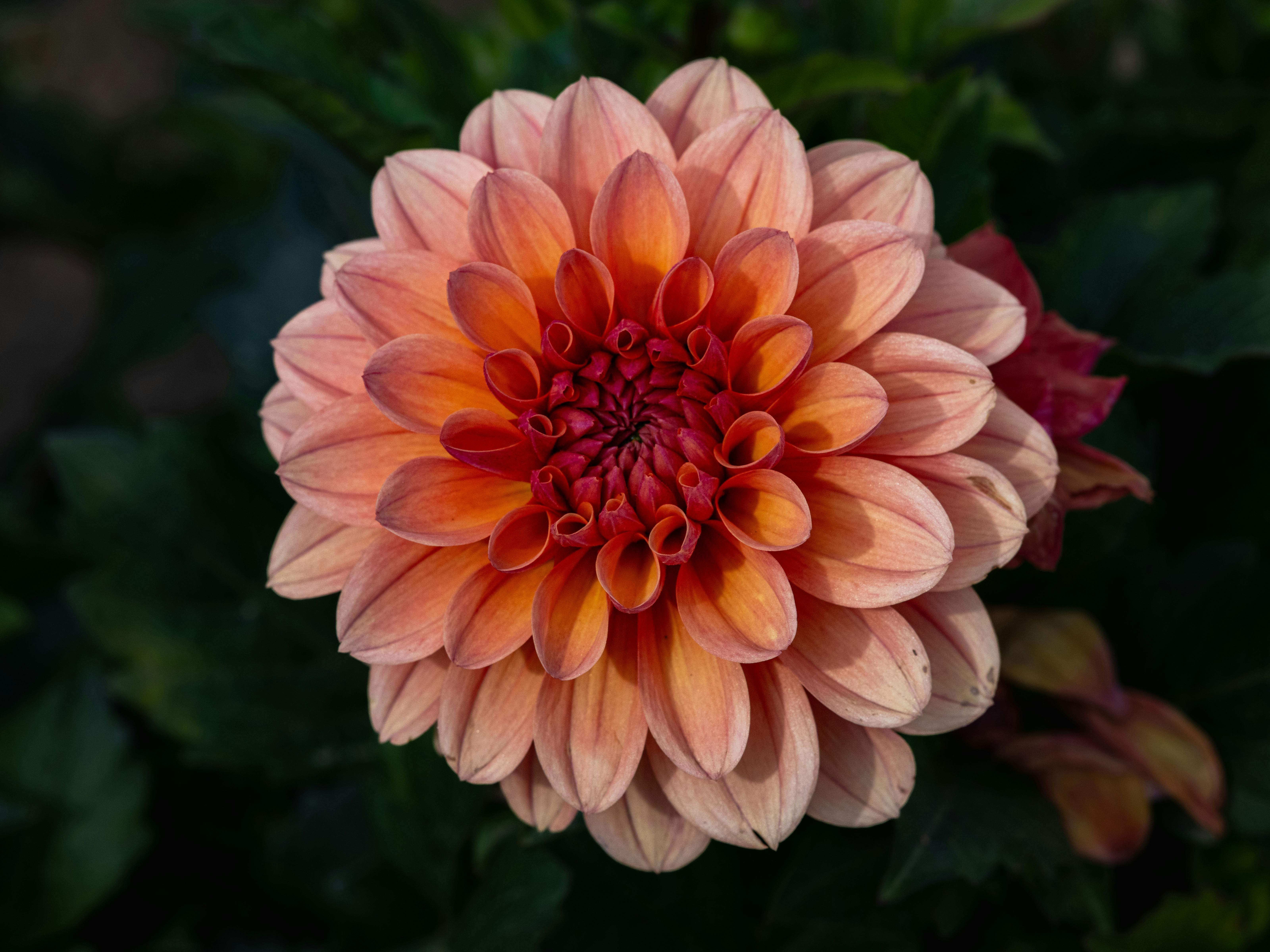 Hindi+Hd+Bf Photos, Download The BEST Free Hindi+Hd+Bf Stock Photos ...