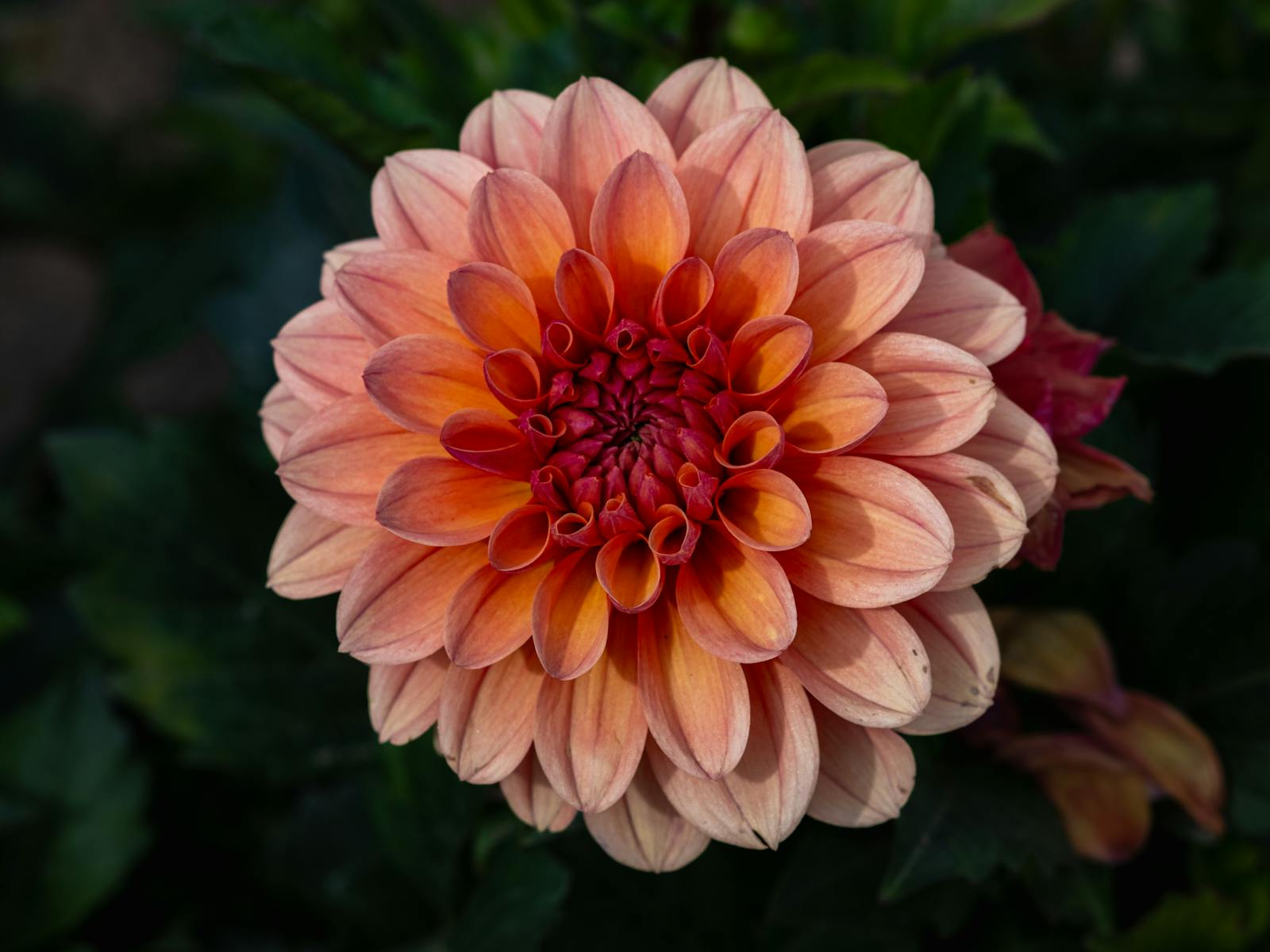 Bhagwan+Narsingh+Hd Photos, Download The BEST Free Bhagwan+Narsingh+Hd ...