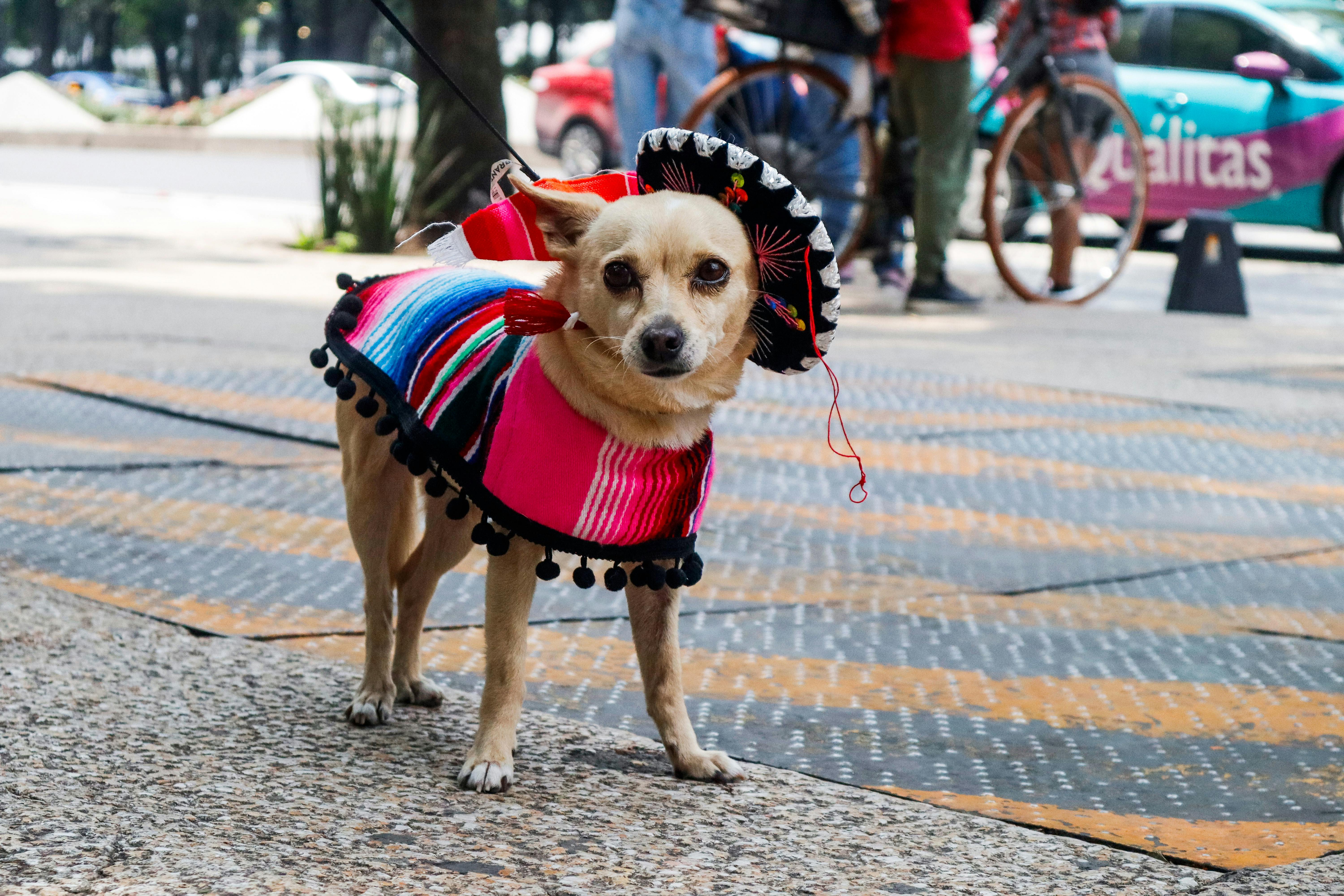 Animal welfare and rights in Mexico: A simple guide