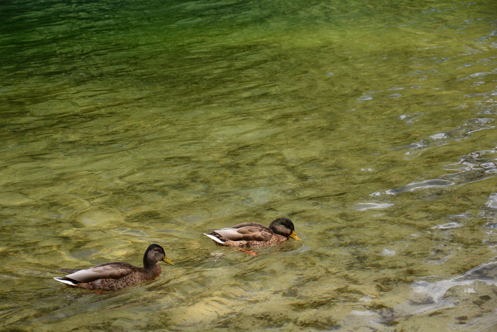 Water Animals Photos, Download The BEST Free Water Animals Stock Photos ...