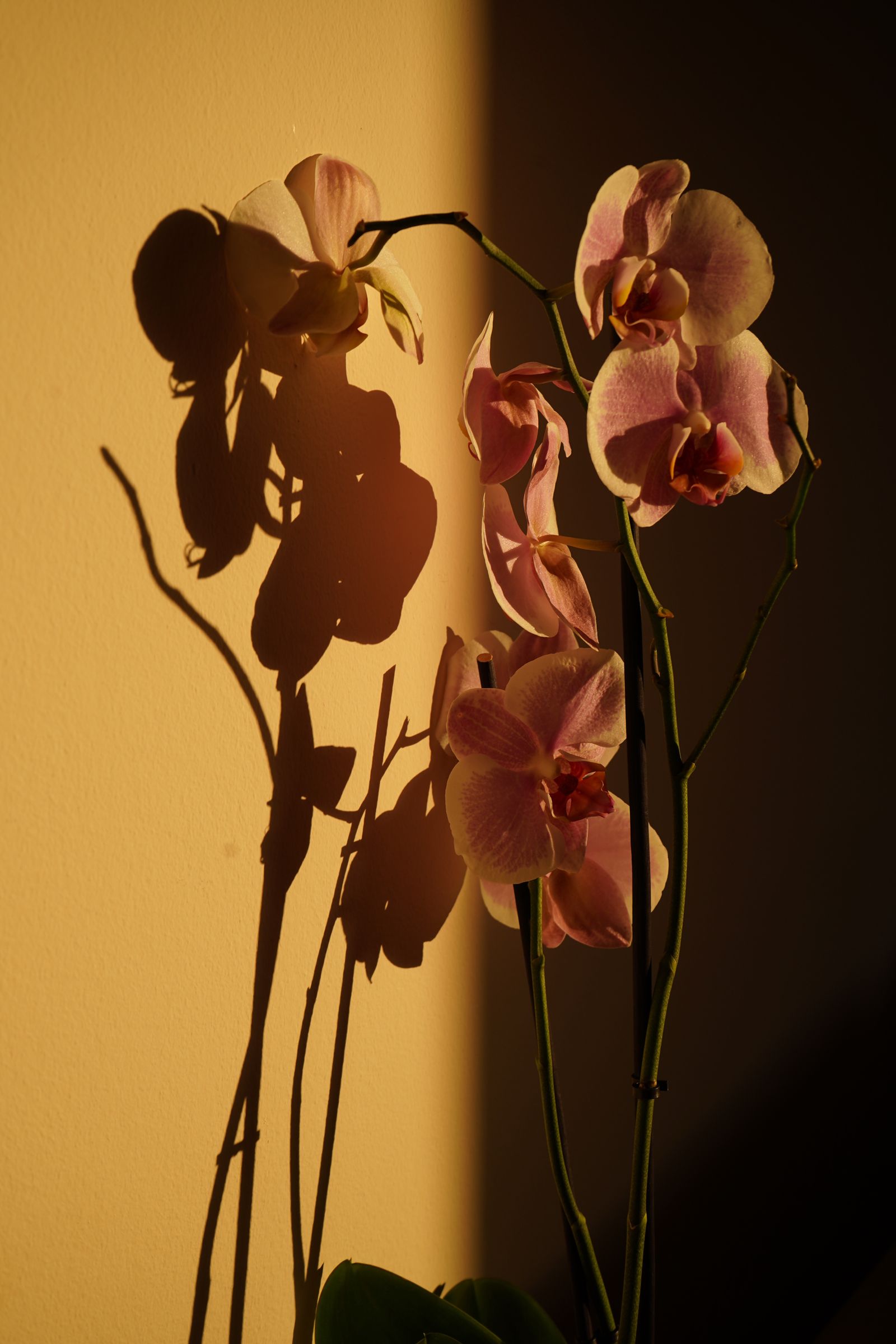 Flower Silhouette Photos, Download The BEST Free Flower Silhouette ...