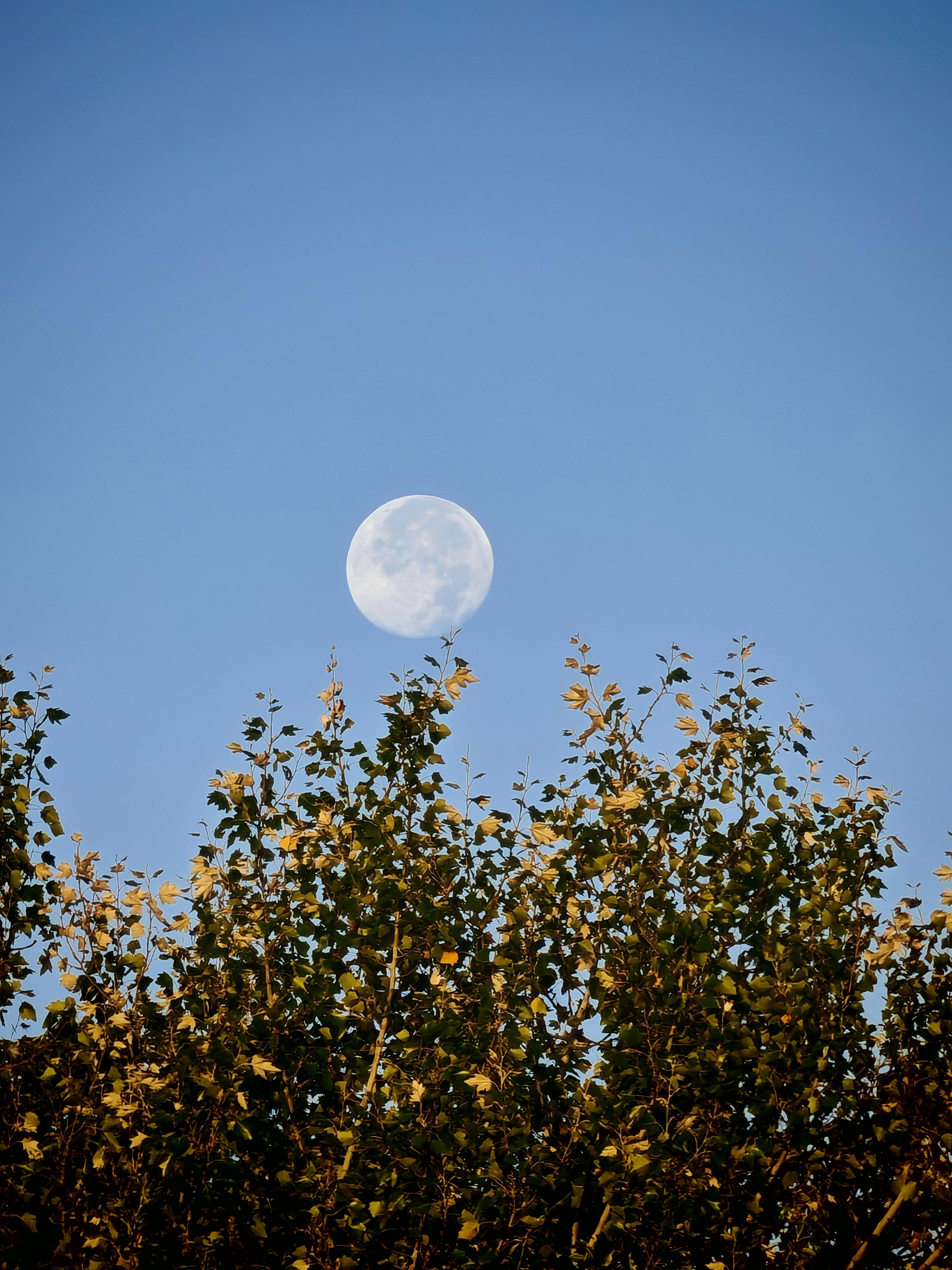 Moon Pfp Photos, Download The BEST Free Moon Pfp Stock Photos & HD Images