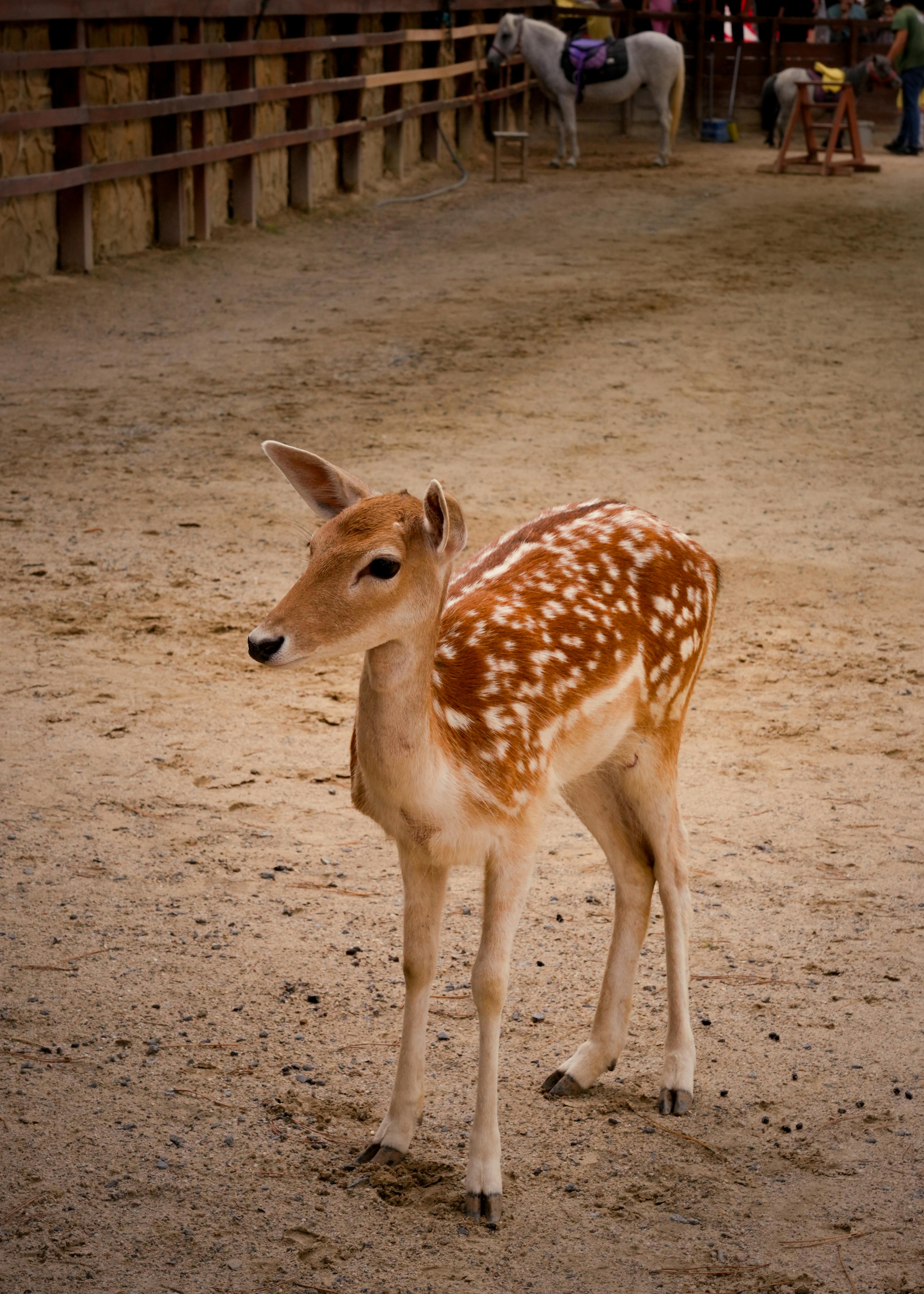 Small Animal Photos, Download The BEST Free Small Animal Stock Photos ...