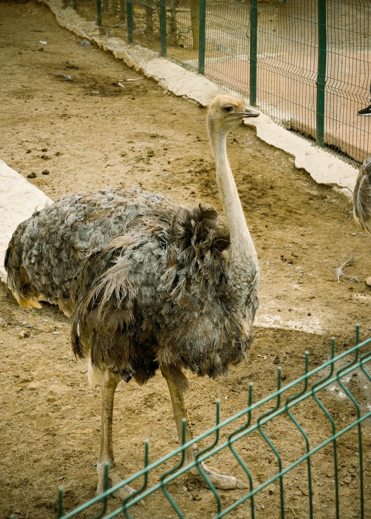 Ostrich Photos, Download The BEST Free Ostrich Stock Photos & HD Images