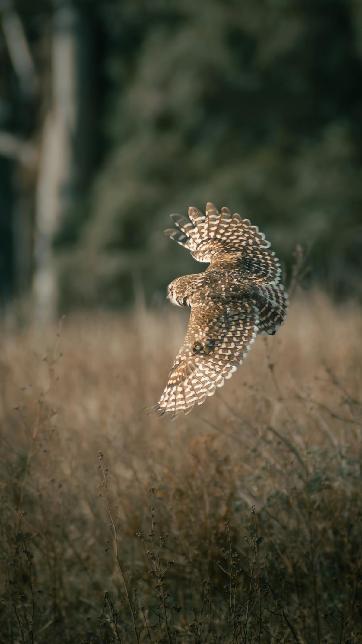 Free Screensavers Photos, Download The BEST Free Free Screensavers ...