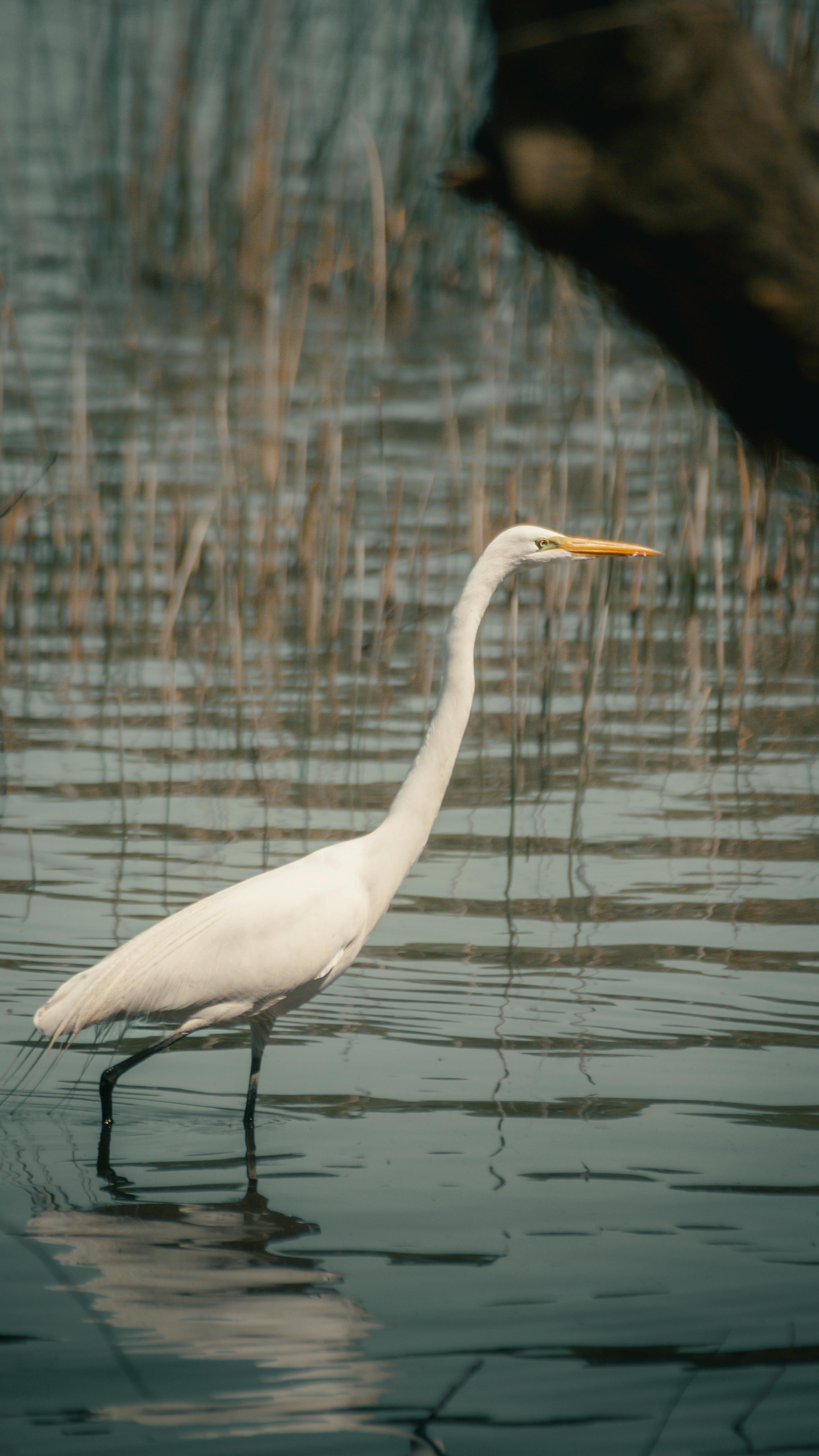 Wading Vanue Photos, Download The BEST Free Wading Vanue Stock Photos ...
