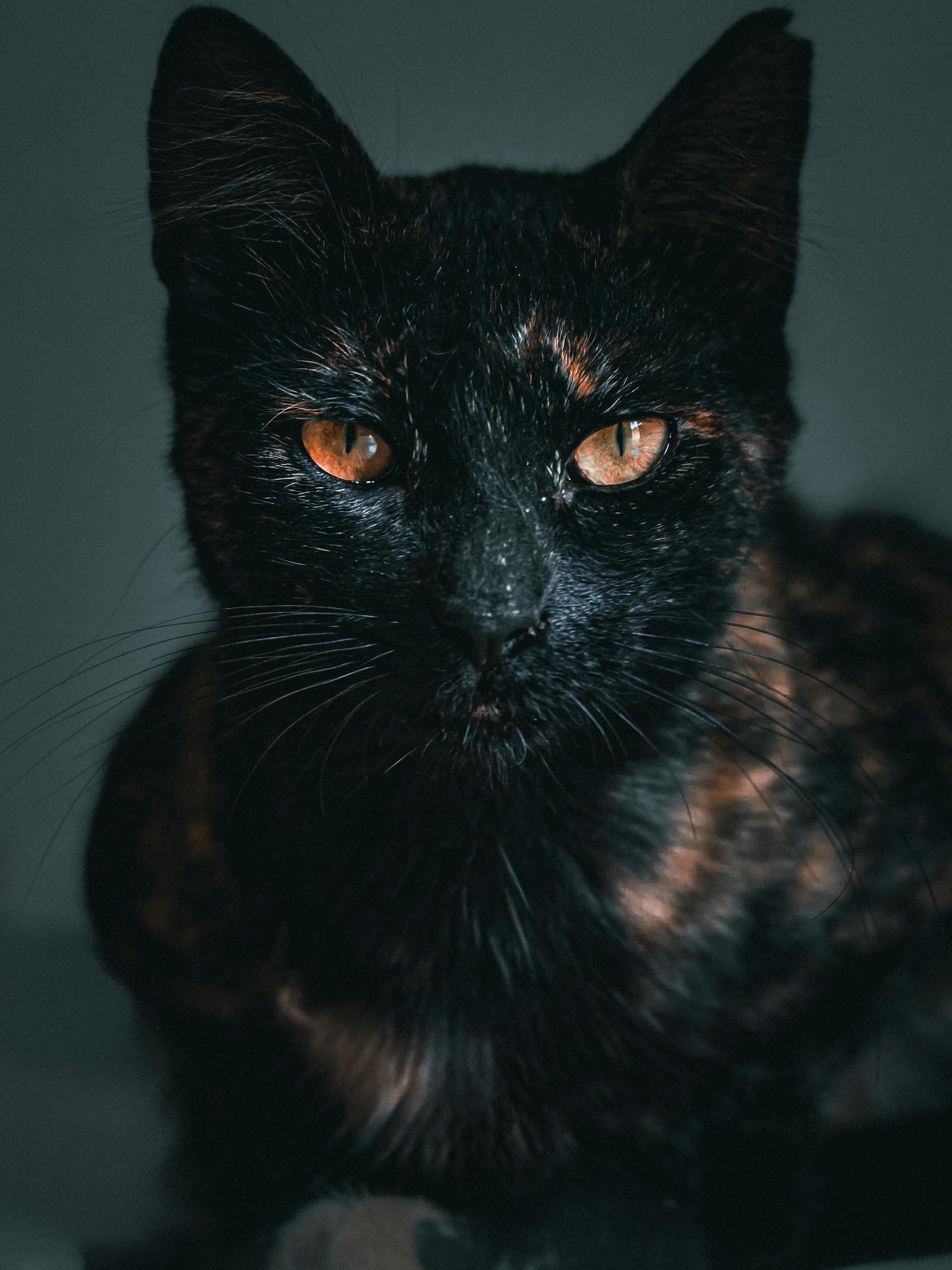 Low Resolution Cat Photos, Download The BEST Free Low Resolution Cat ...